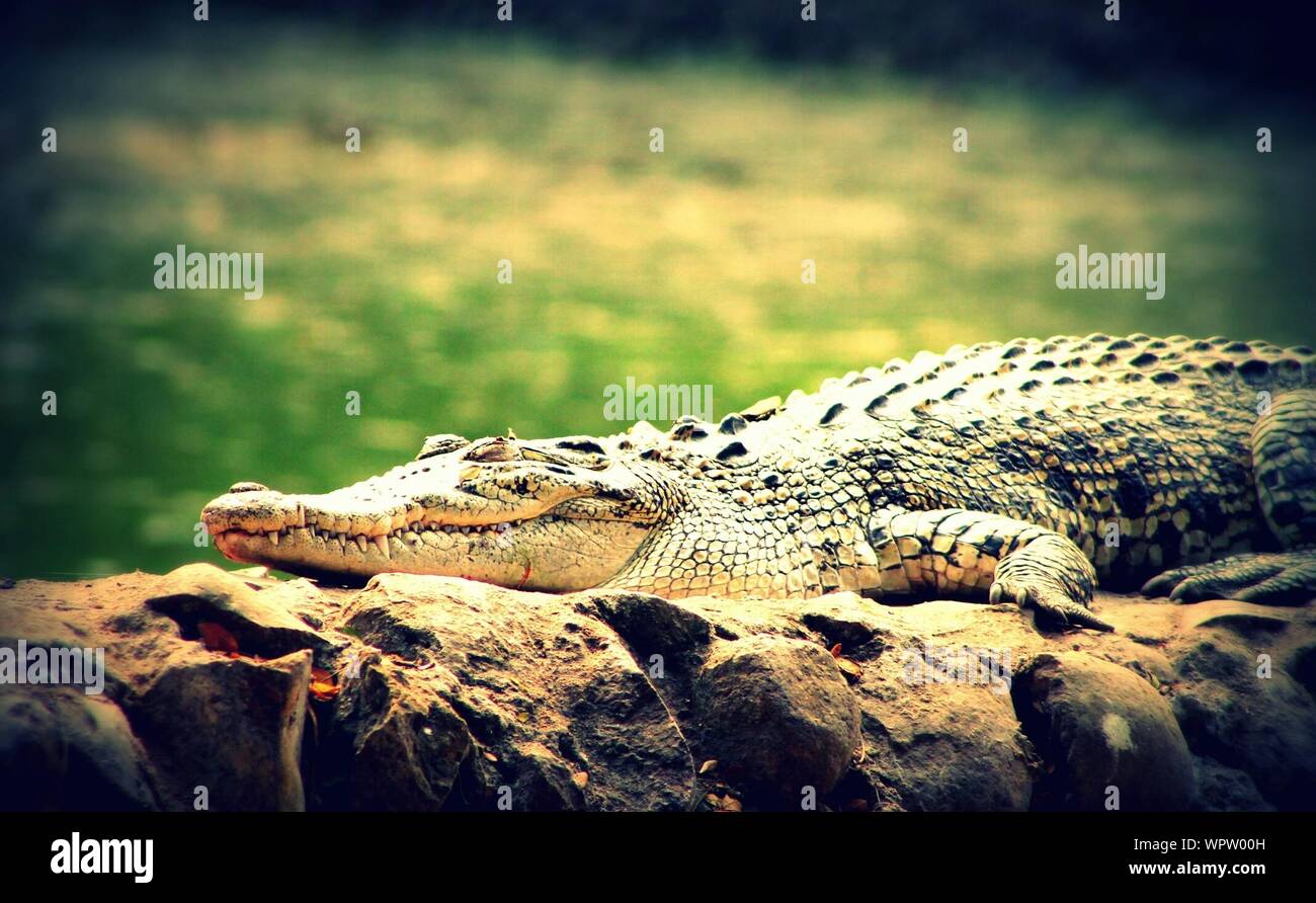Resting Crocodile High Resolution Stock Photography and Images - Alamy
