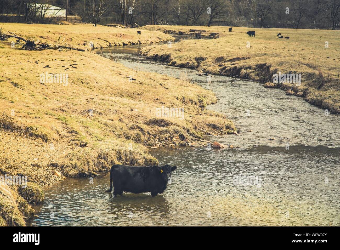Cow river hi-res stock photography and images - Alamy