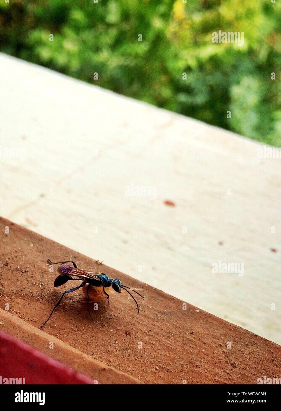 Insect on railing hi-res stock photography and images - Alamy