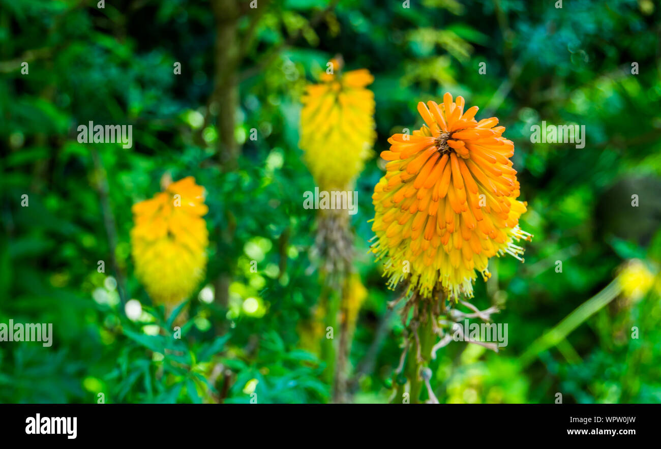 torch lily in macro closeup, beautiful and colorful tropical flower ...