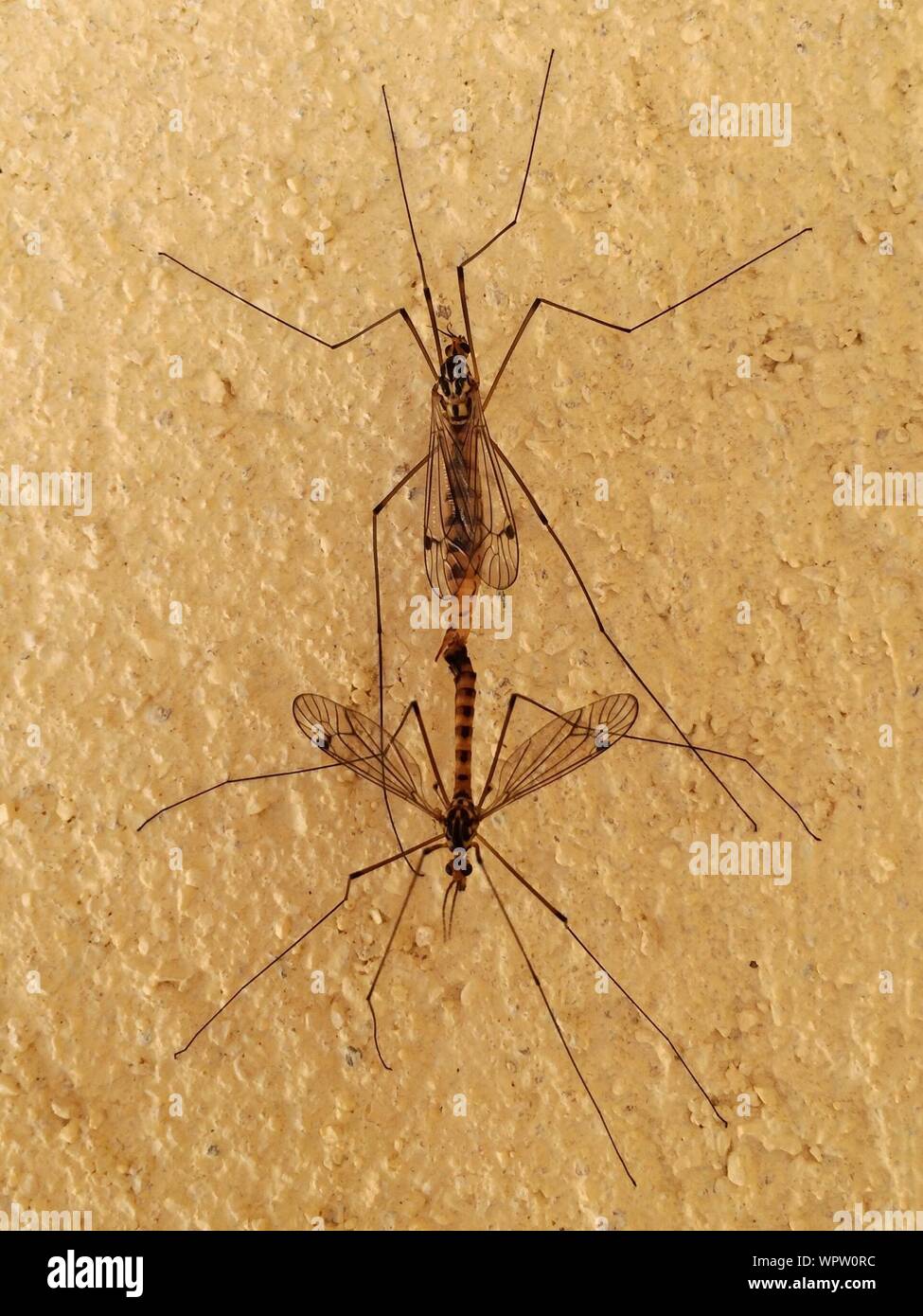 Mosquitoes hi-res stock photography and images - Alamy