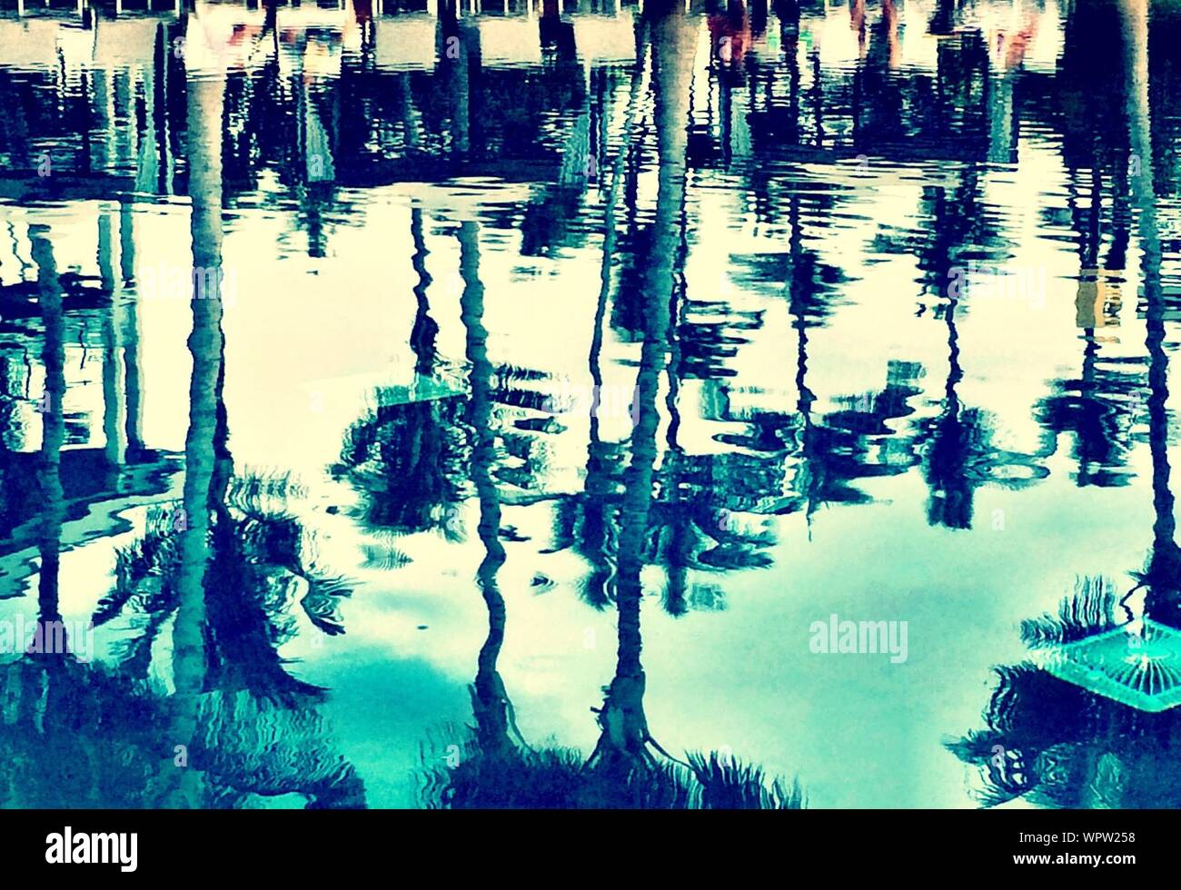 Palm trees in water hi-res stock photography and images - Alamy