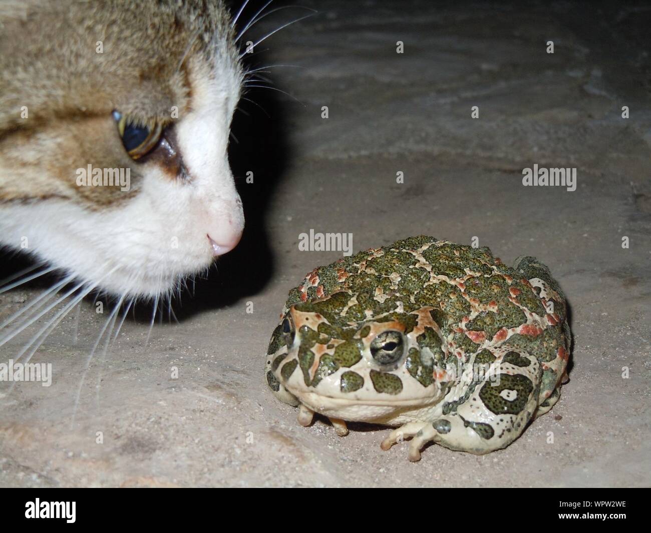 Toad pets hi-res stock photography and images - Alamy