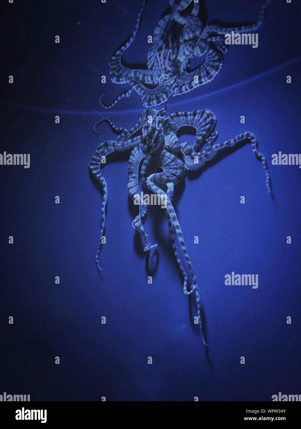 Octopus in aquarium hi-res stock photography and images - Alamy