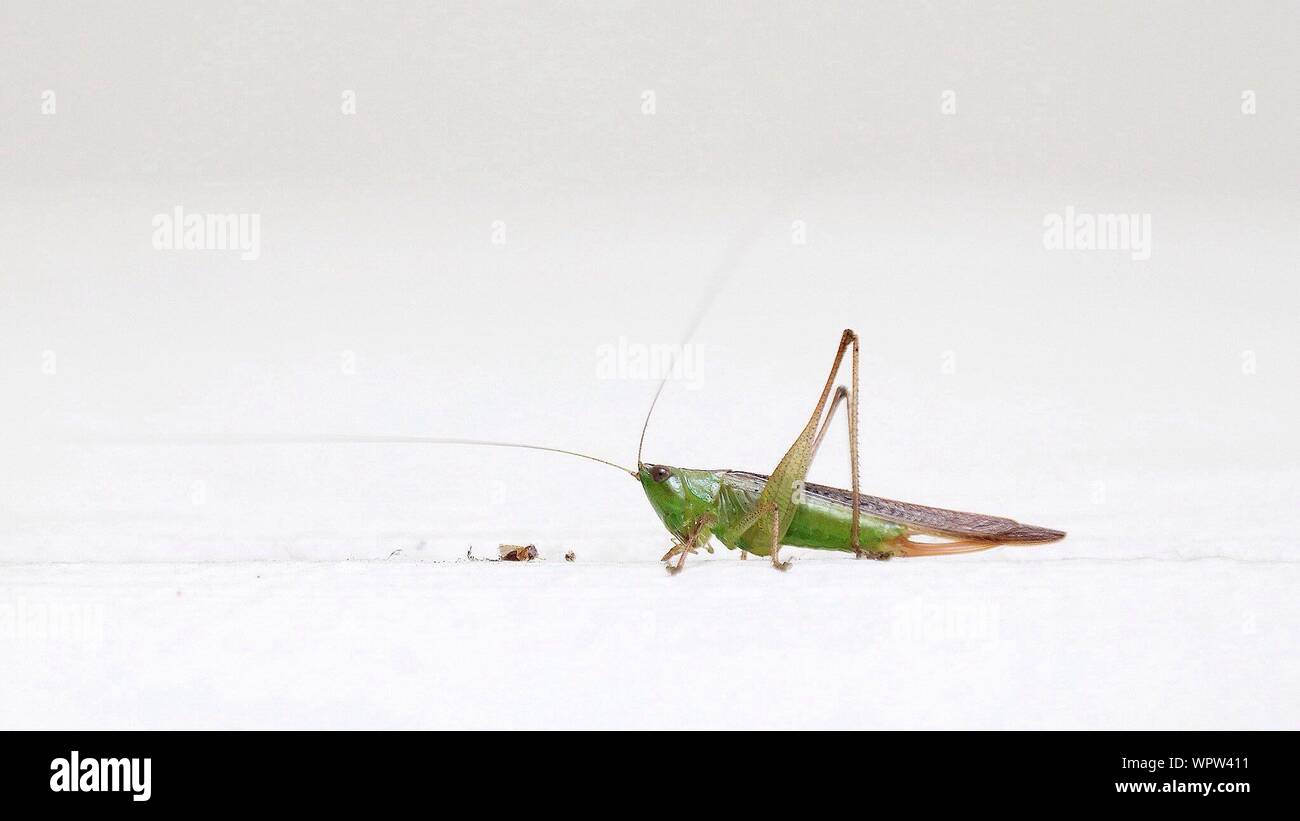Side grasshopper hi-res stock photography and images - Alamy