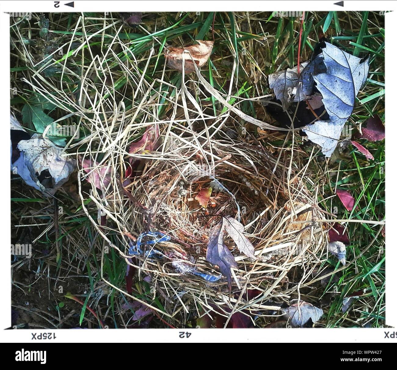 Close up bird nest hi-res stock photography and images - Alamy
