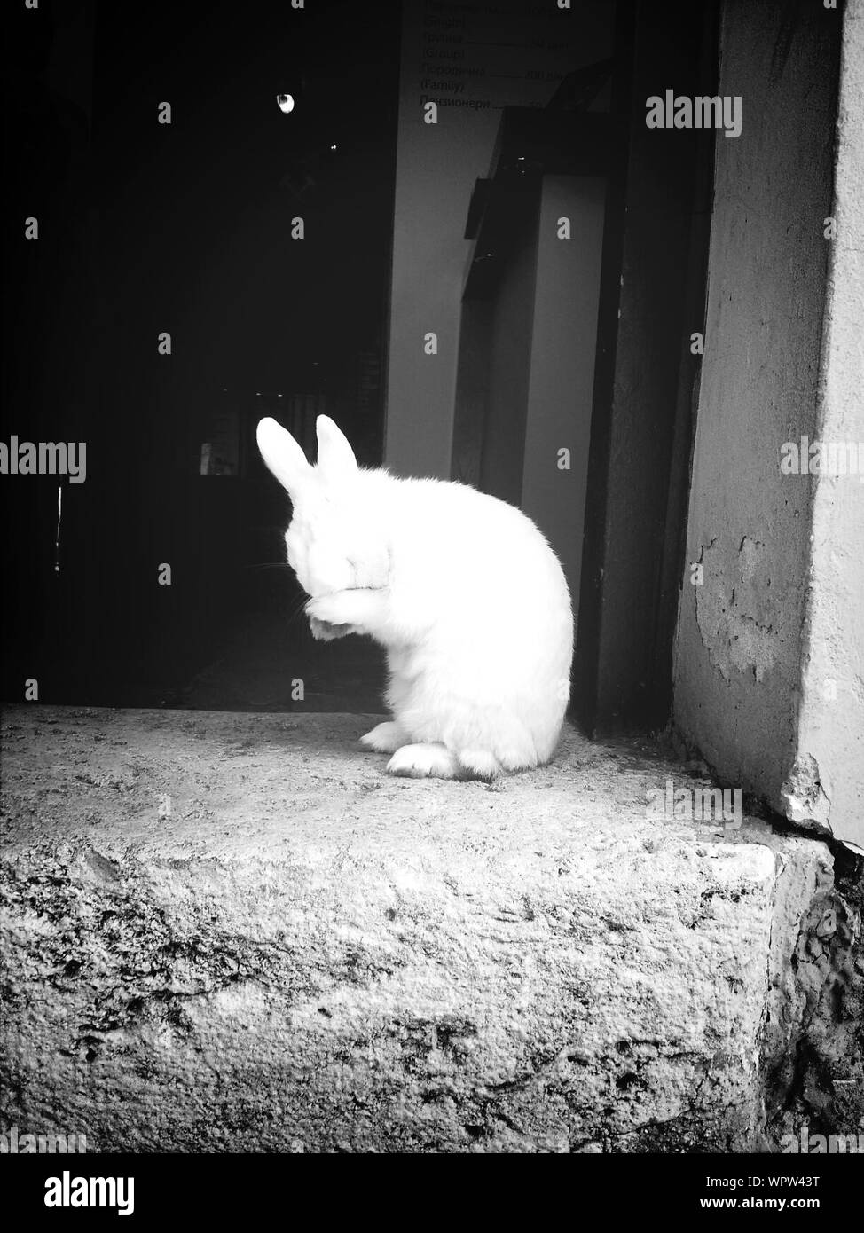 Rabbit stone hi-res stock photography and images - Alamy