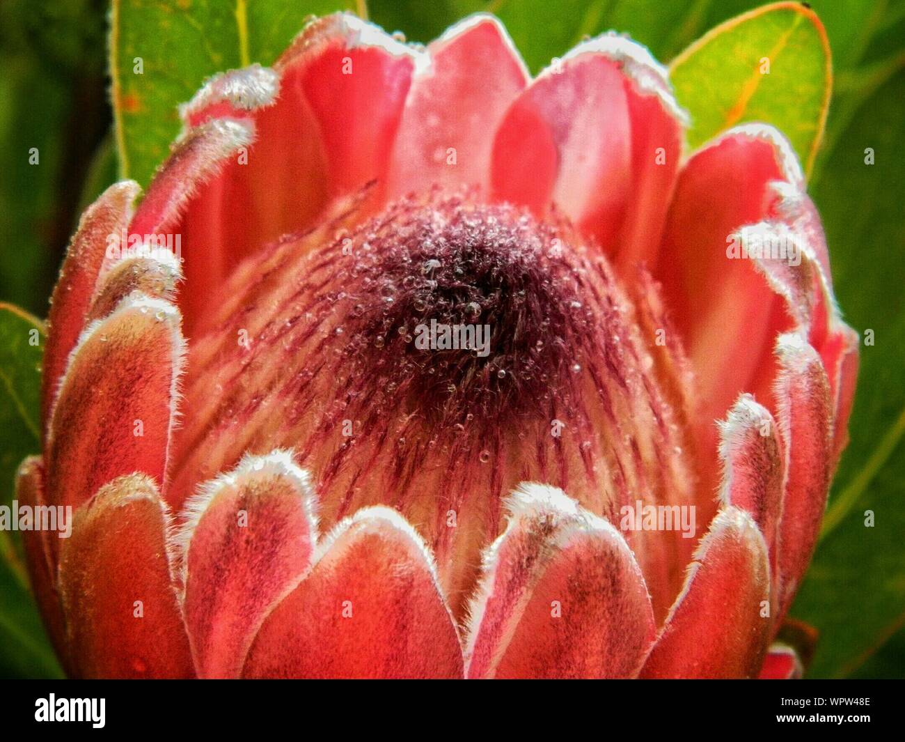 Protea flower hi-res stock photography and images - Alamy