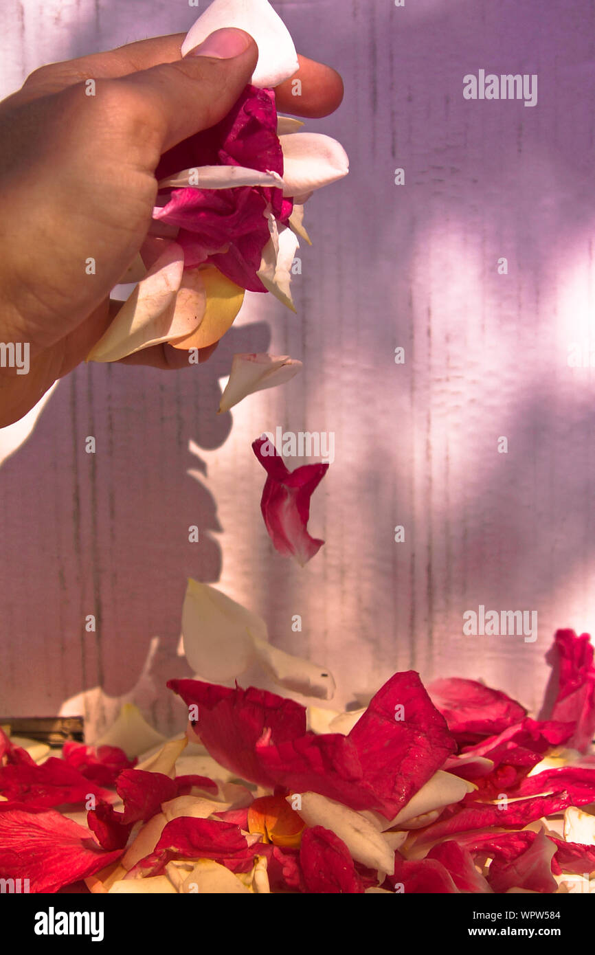 Throwing flower petals hi-res stock photography and images - Alamy