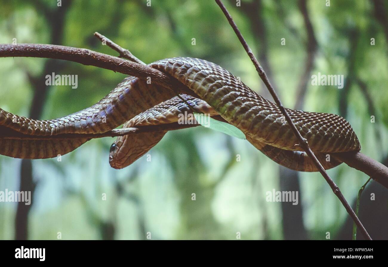 Reptile animal cobra close up hi-res stock photography and images - Alamy