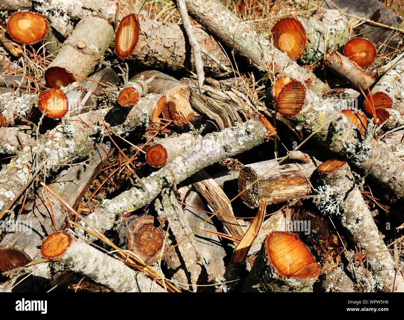 Group of objects chopped timber lumber industry hi-res stock ...