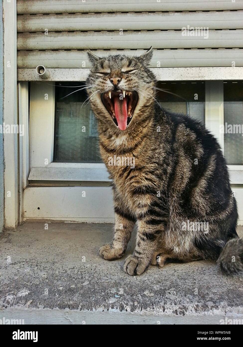 Yawning stretching cat hi-res stock photography and images - Alamy