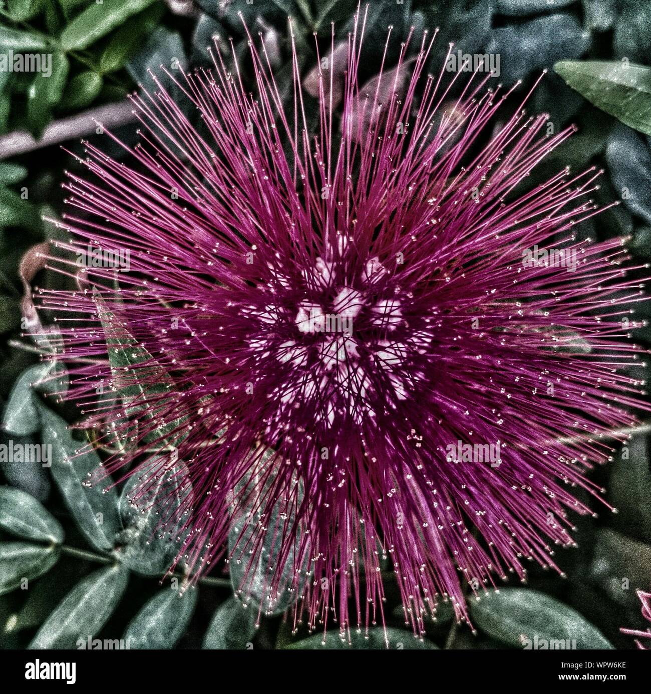 Calliandra pink flower hi-res stock photography and images - Alamy