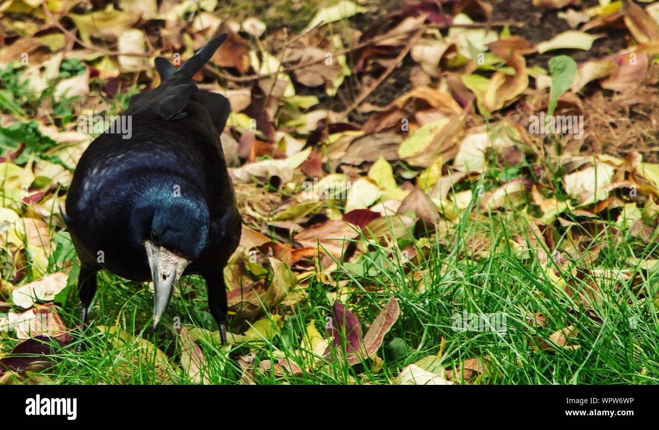 Crow leaf hi-res stock photography and images - Alamy