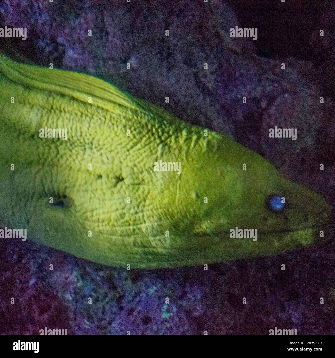 Close up moray hi-res stock photography and images - Alamy