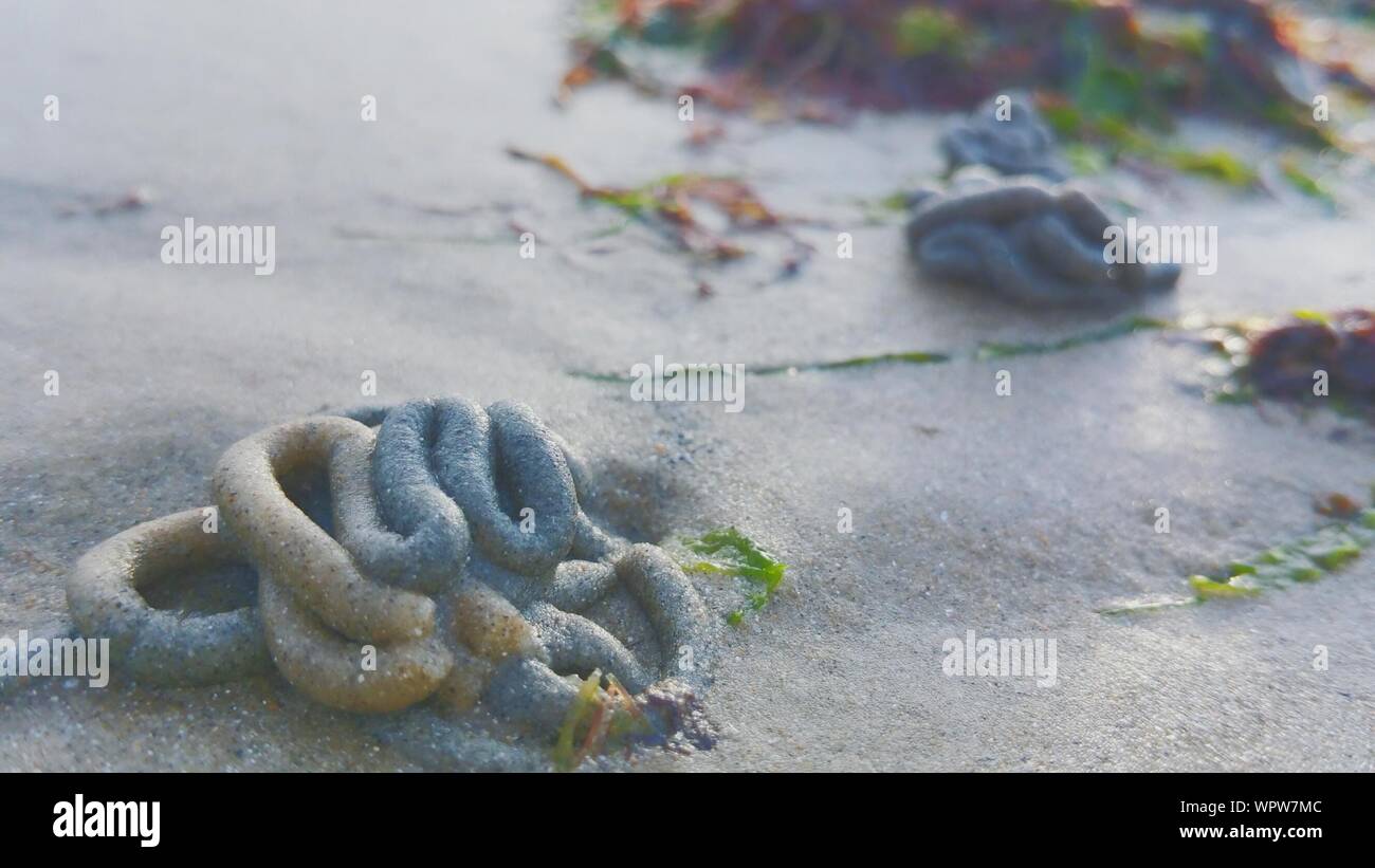 Worm cast hi-res stock photography and images - Alamy