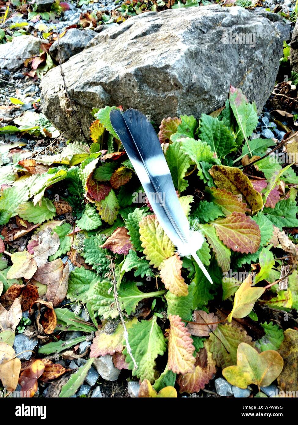 Feather vein hi-res stock photography and images - Alamy