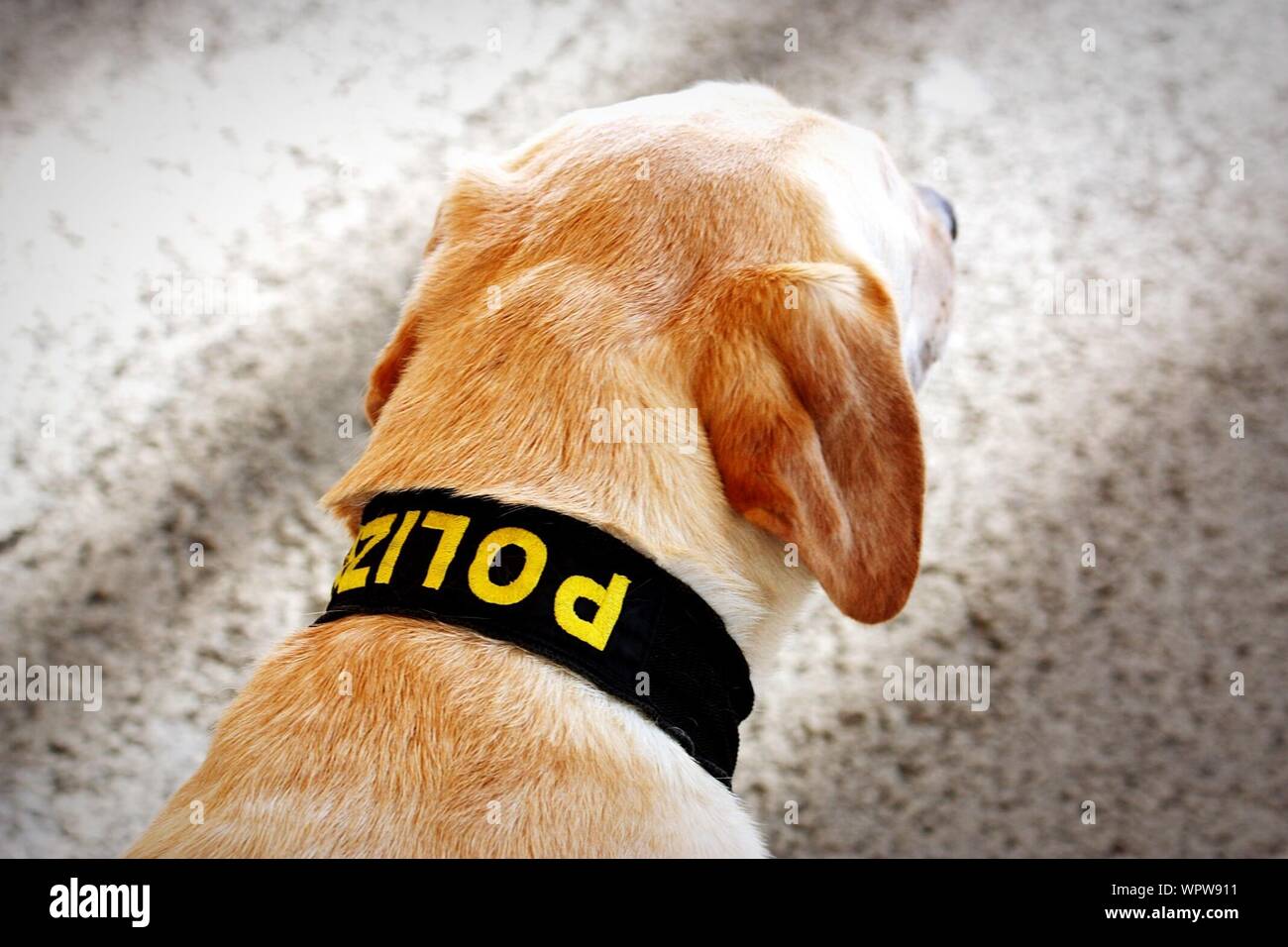 Labrador police dog hi-res stock photography and images - Alamy