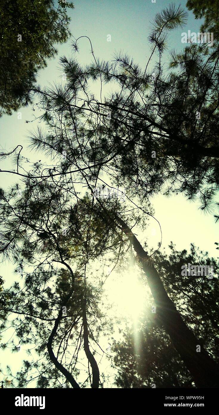 Trees flare hi-res stock photography and images - Alamy