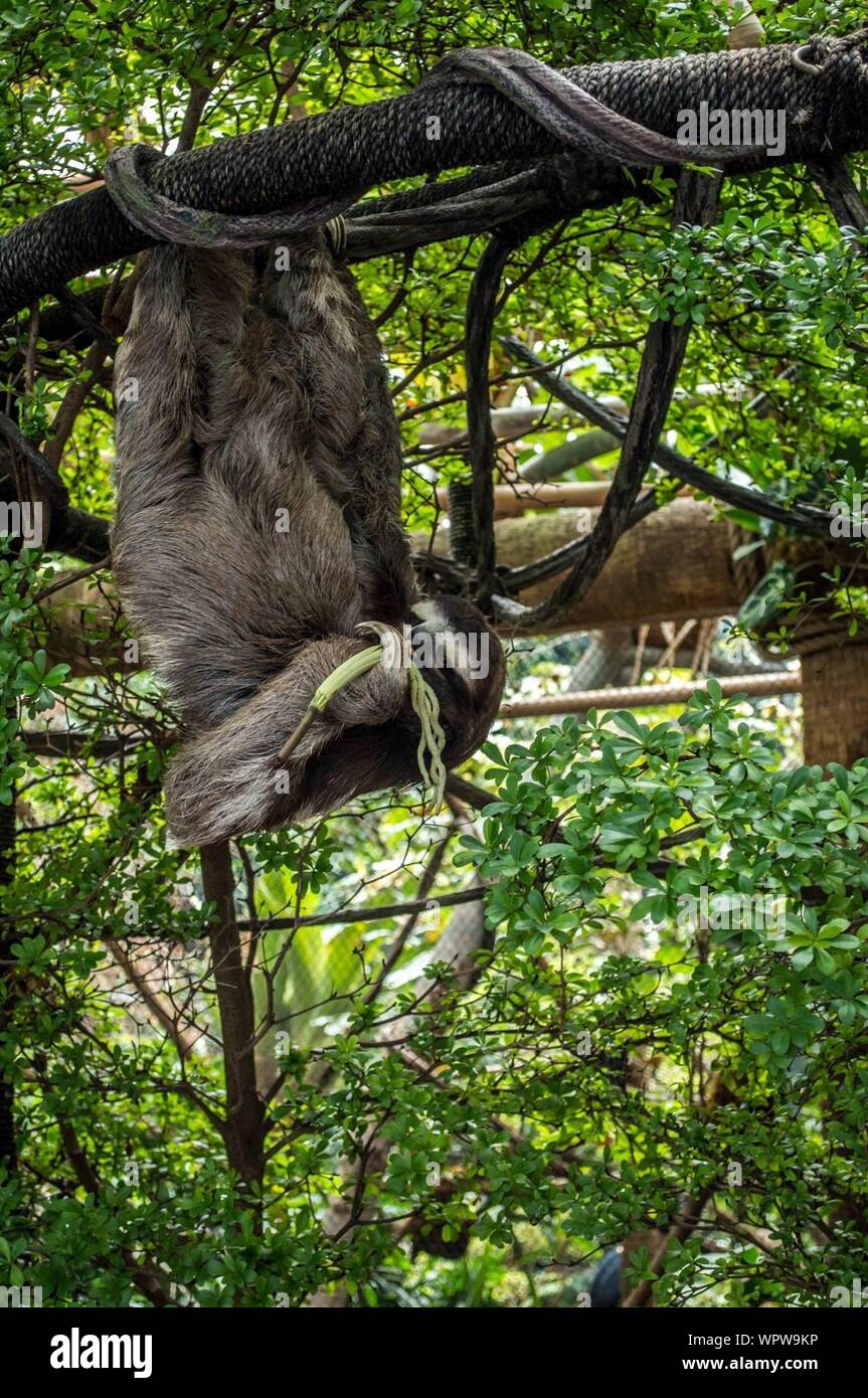 Sloth zoo hi-res stock photography and images - Alamy