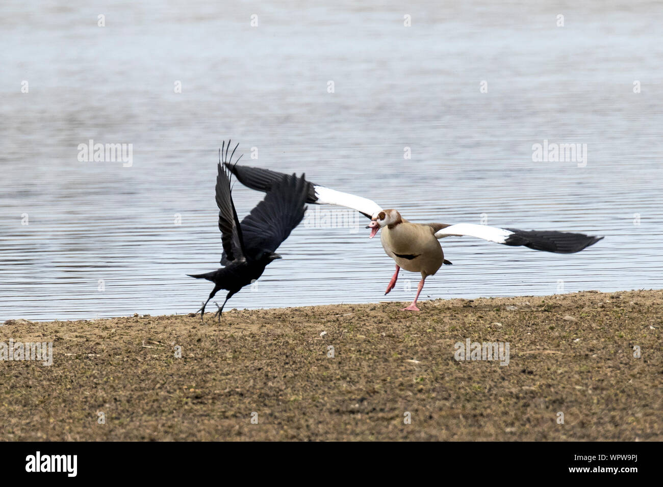 Duck fighting hi-res stock photography and images - Alamy