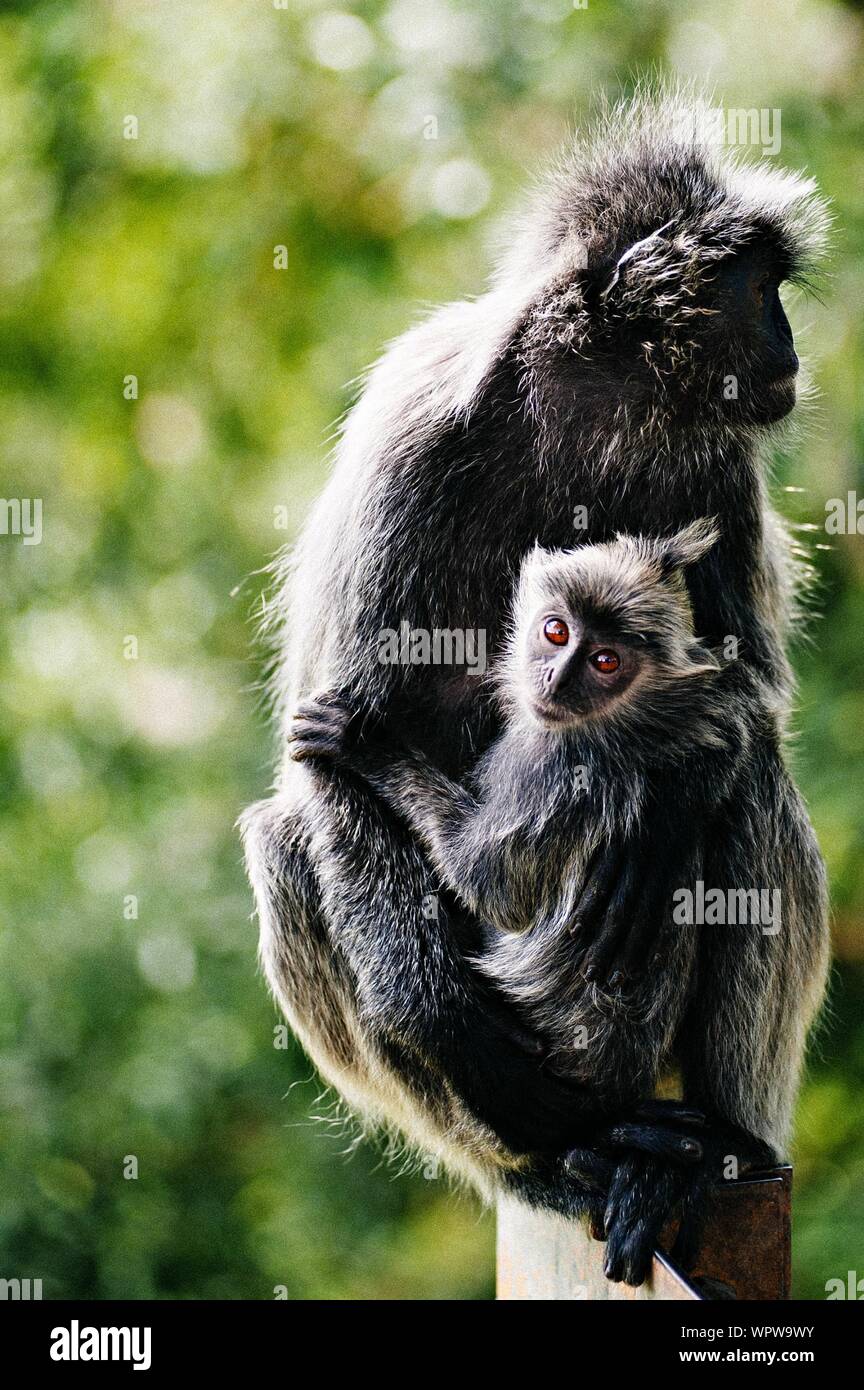 Silvery lutung monkey hi-res stock photography and images - Alamy