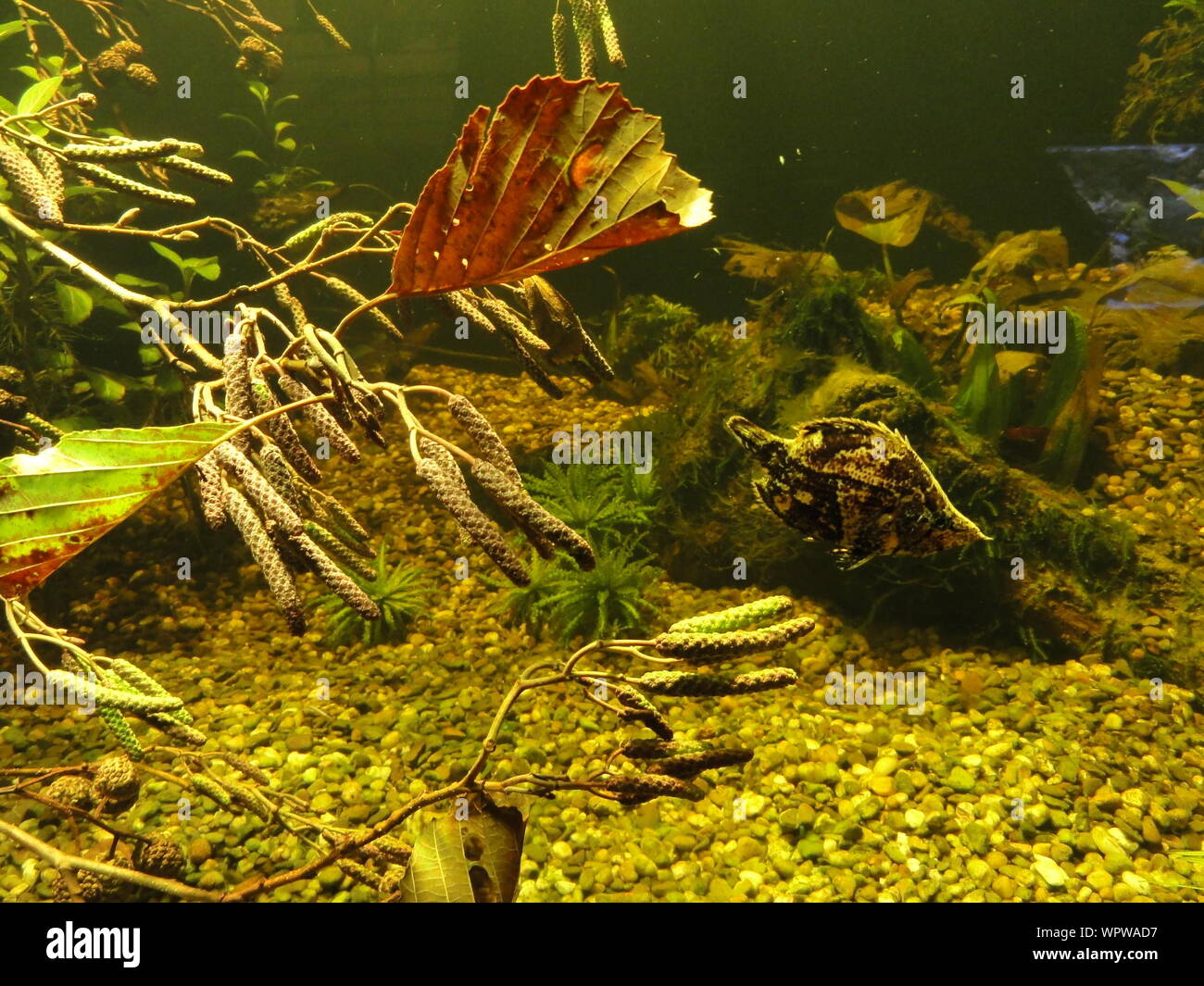 Aquarium Plants High Resolution Stock Photography and Images - Alamy