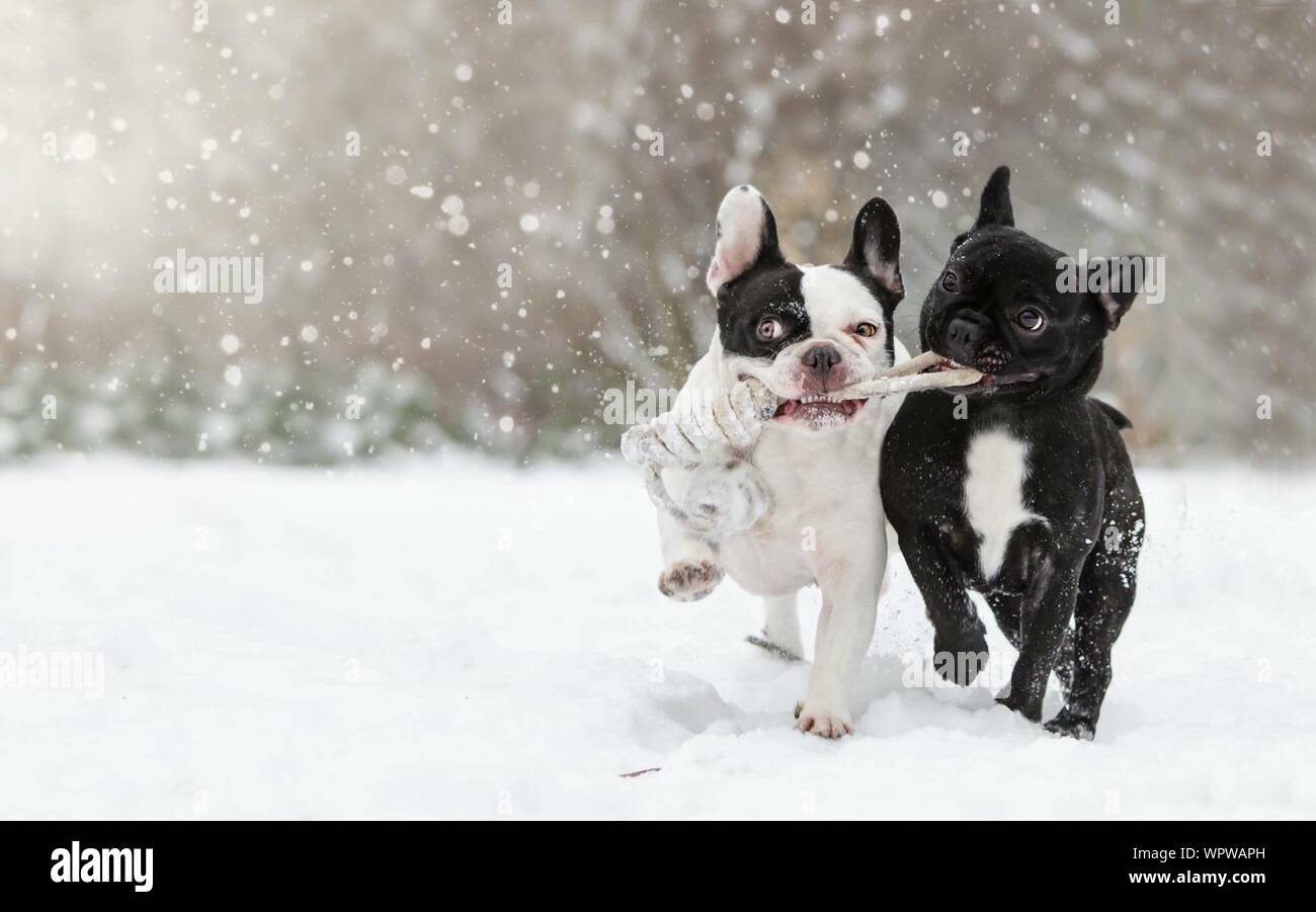 Two puppy snow hi-res stock photography and images - Alamy