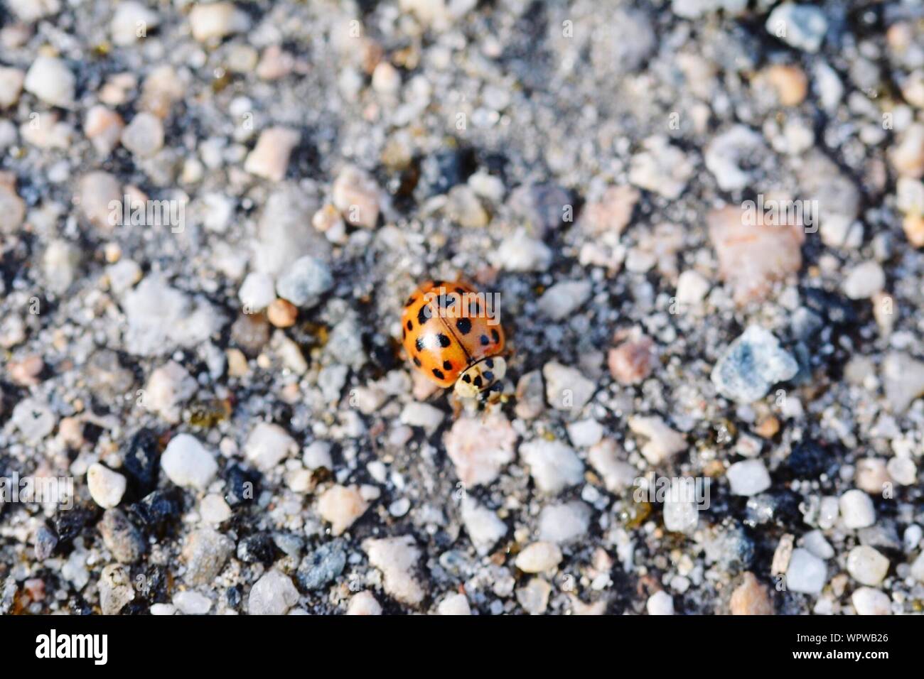 Stone ladybug hi-res stock photography and images - Alamy