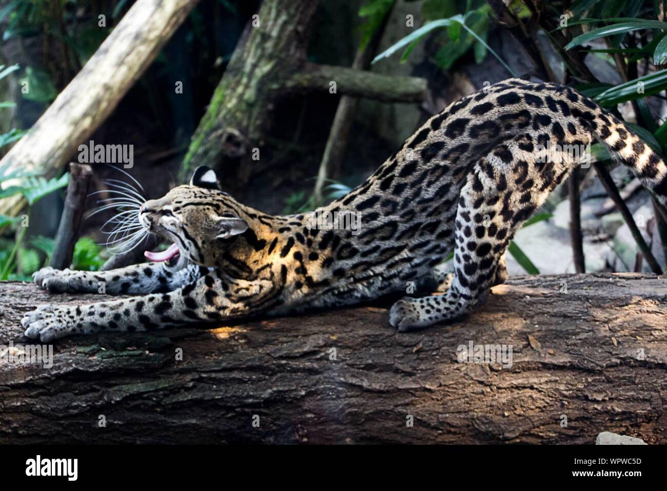 Margay High Resolution Stock Photography and Images - Alamy