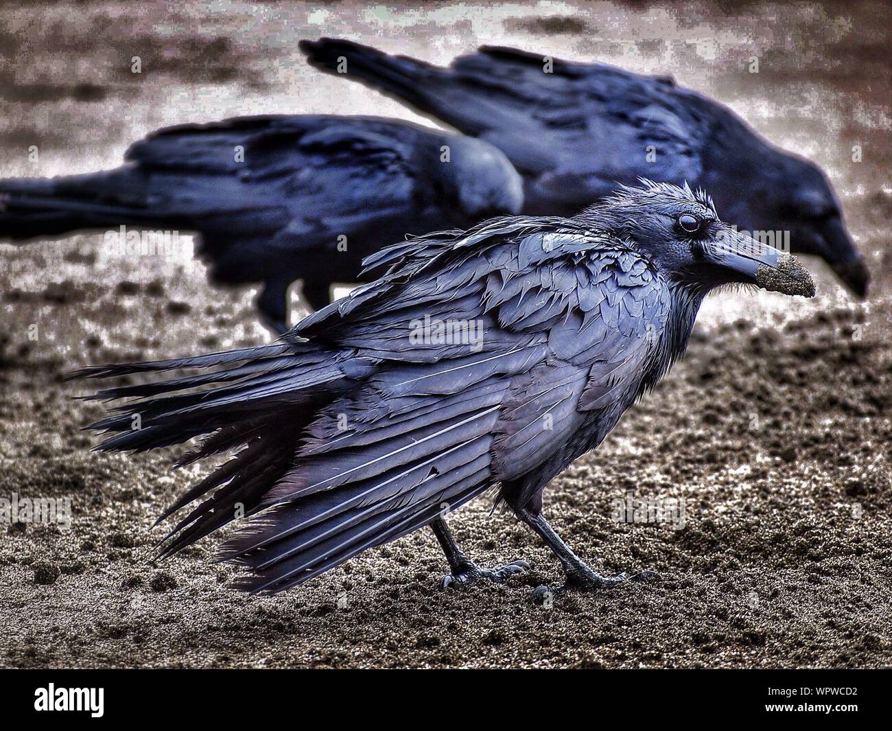 Side ravens hi-res stock photography and images - Alamy