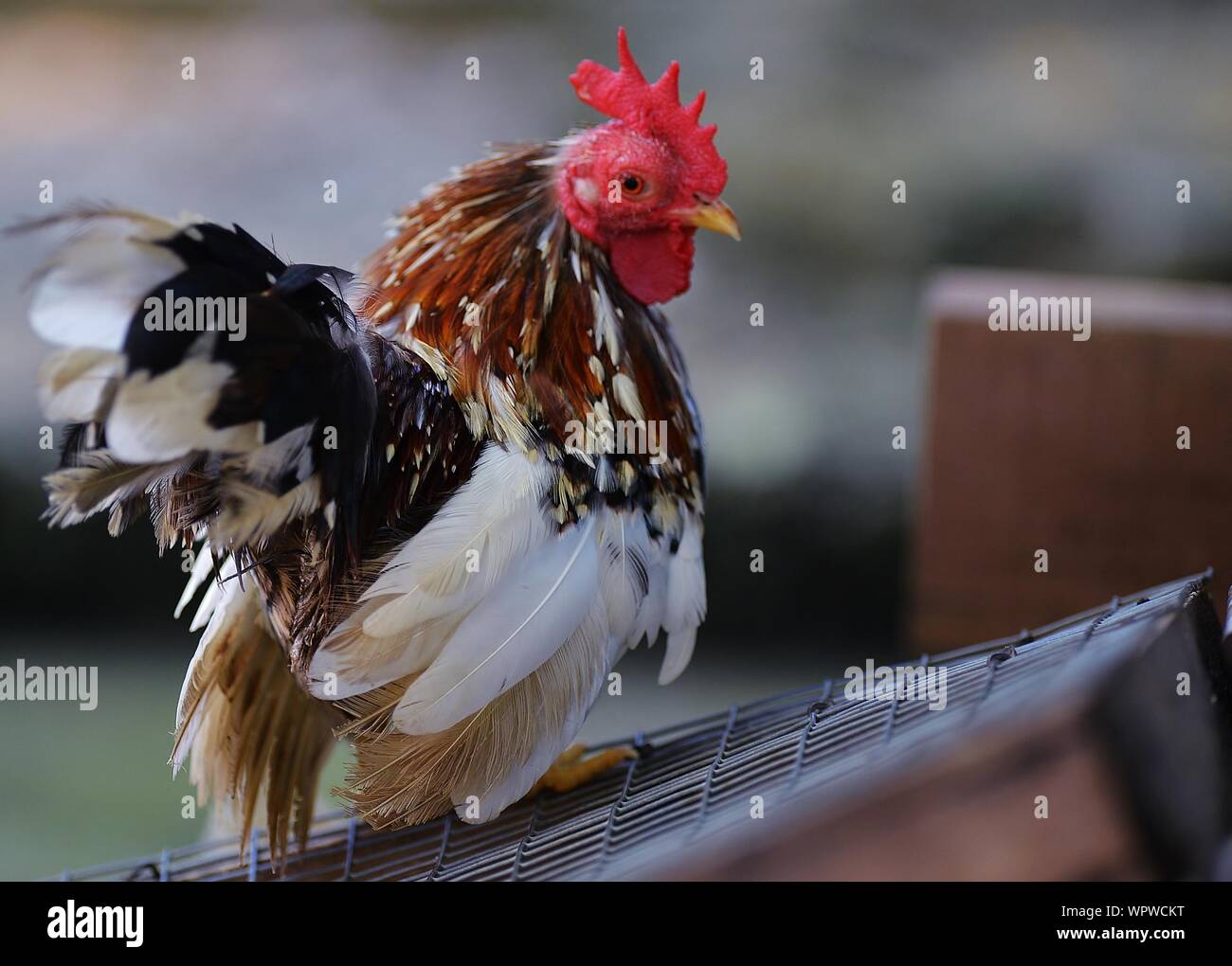 Metal Rooster High Resolution Stock Photography and Images - Alamy