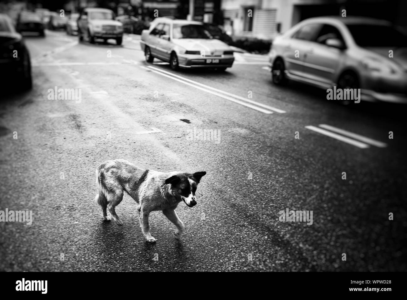 Dog traffic street hi-res stock photography and images - Alamy