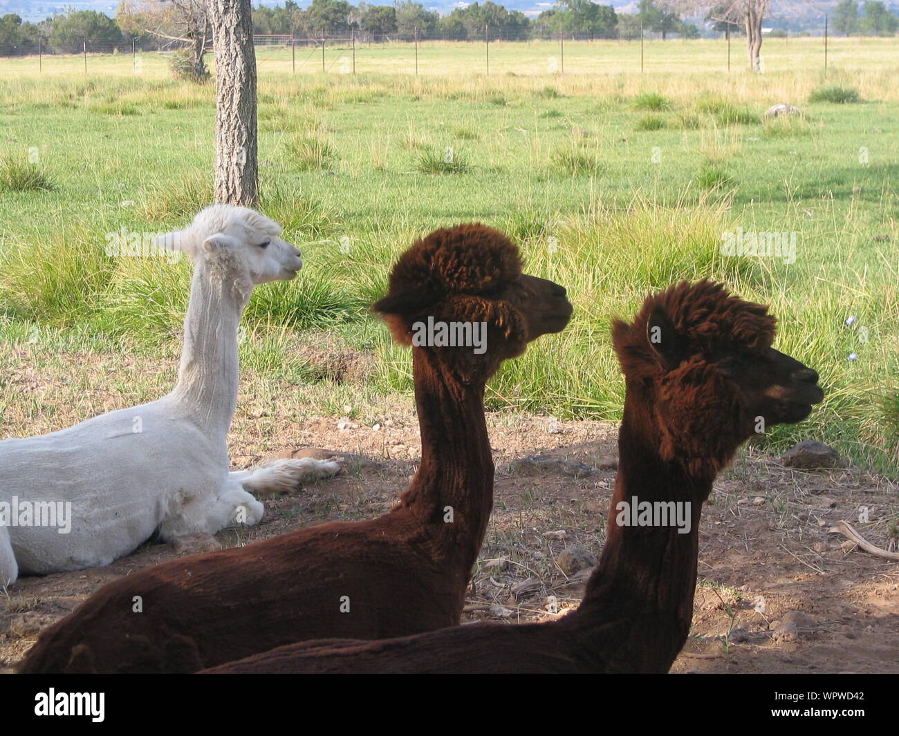 Three lamas hi-res stock photography and images - Alamy