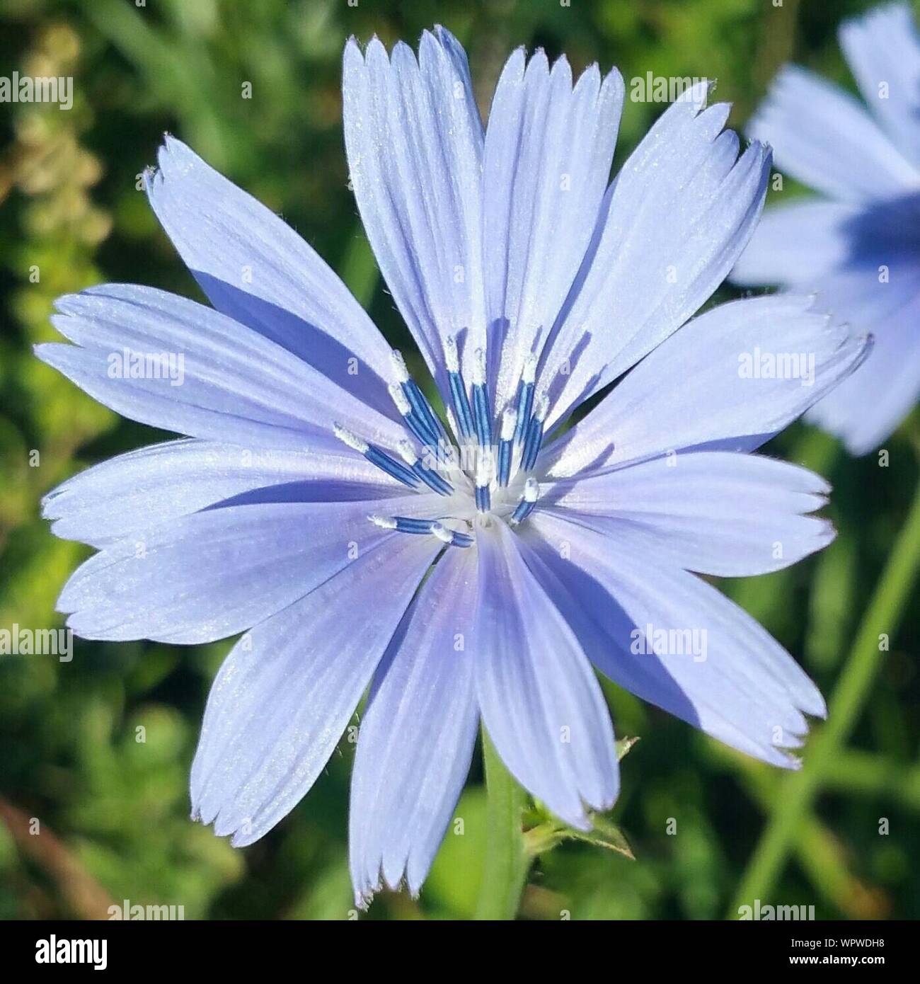 Growing chicory hi-res stock photography and images - Alamy