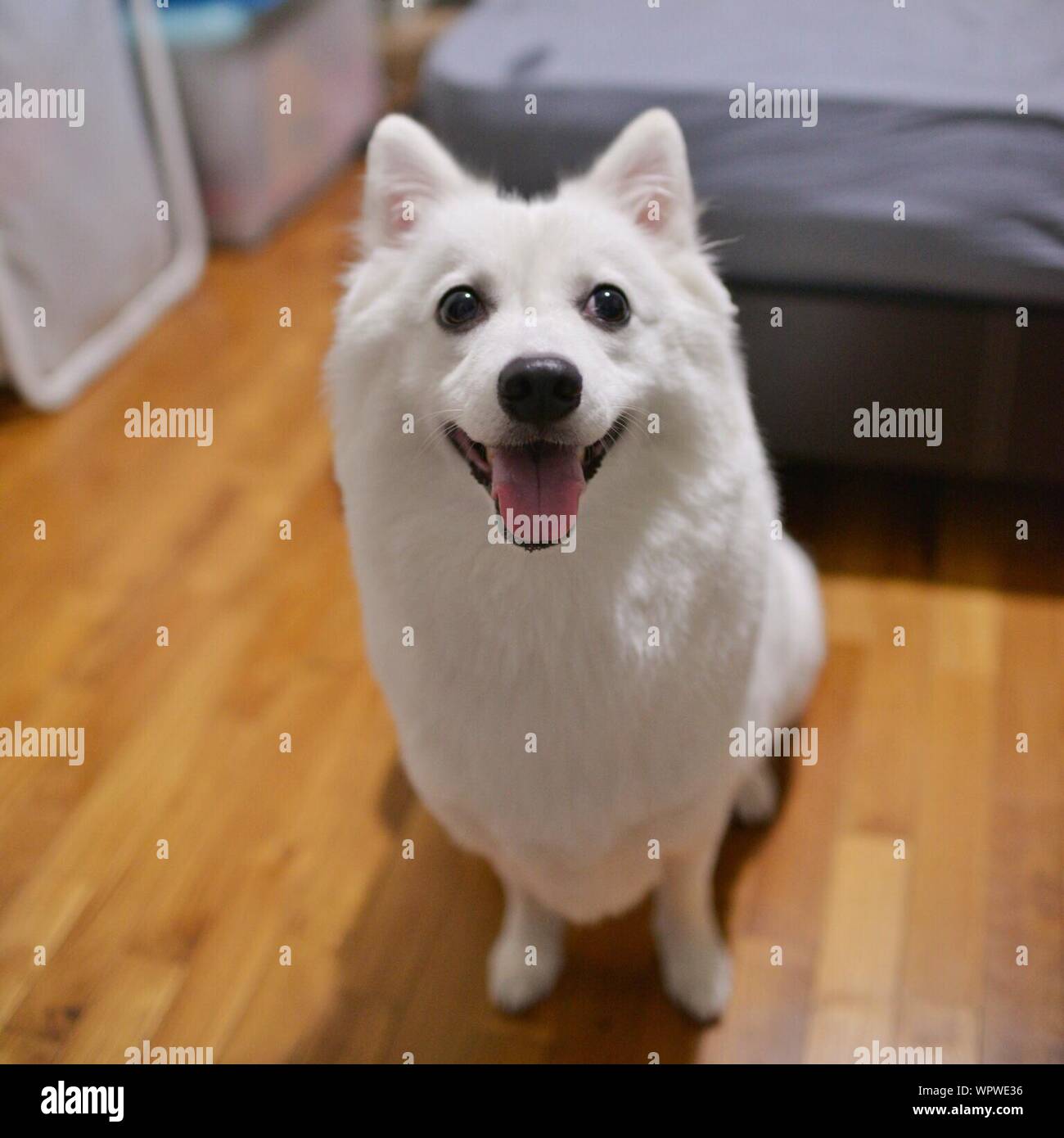 Smiling dog hi-res stock photography and images - Alamy