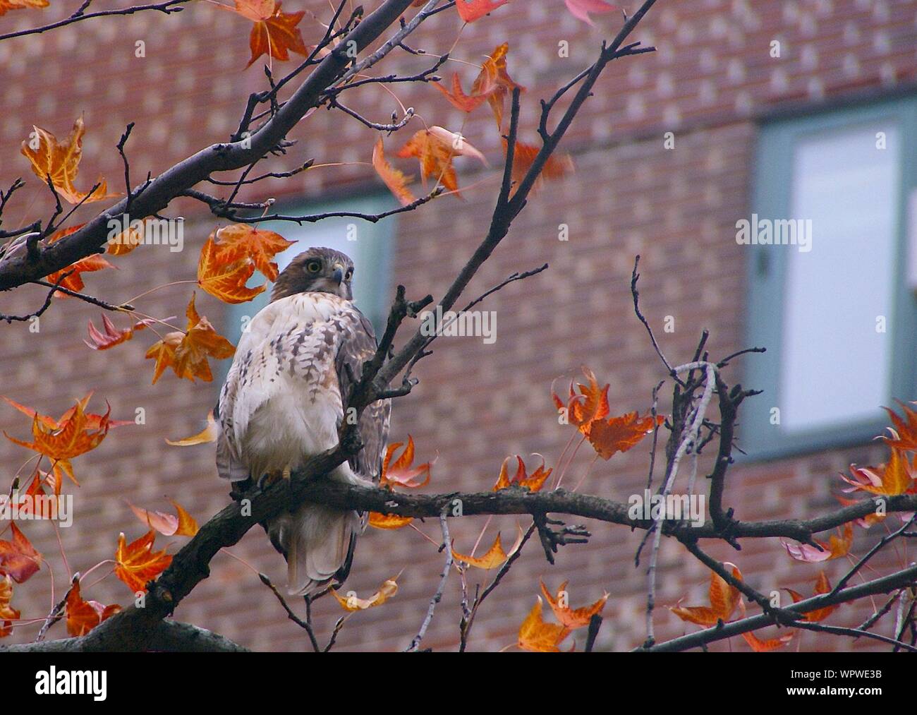 Red tailed hawk on tree branch hi-res stock photography and images - Alamy
