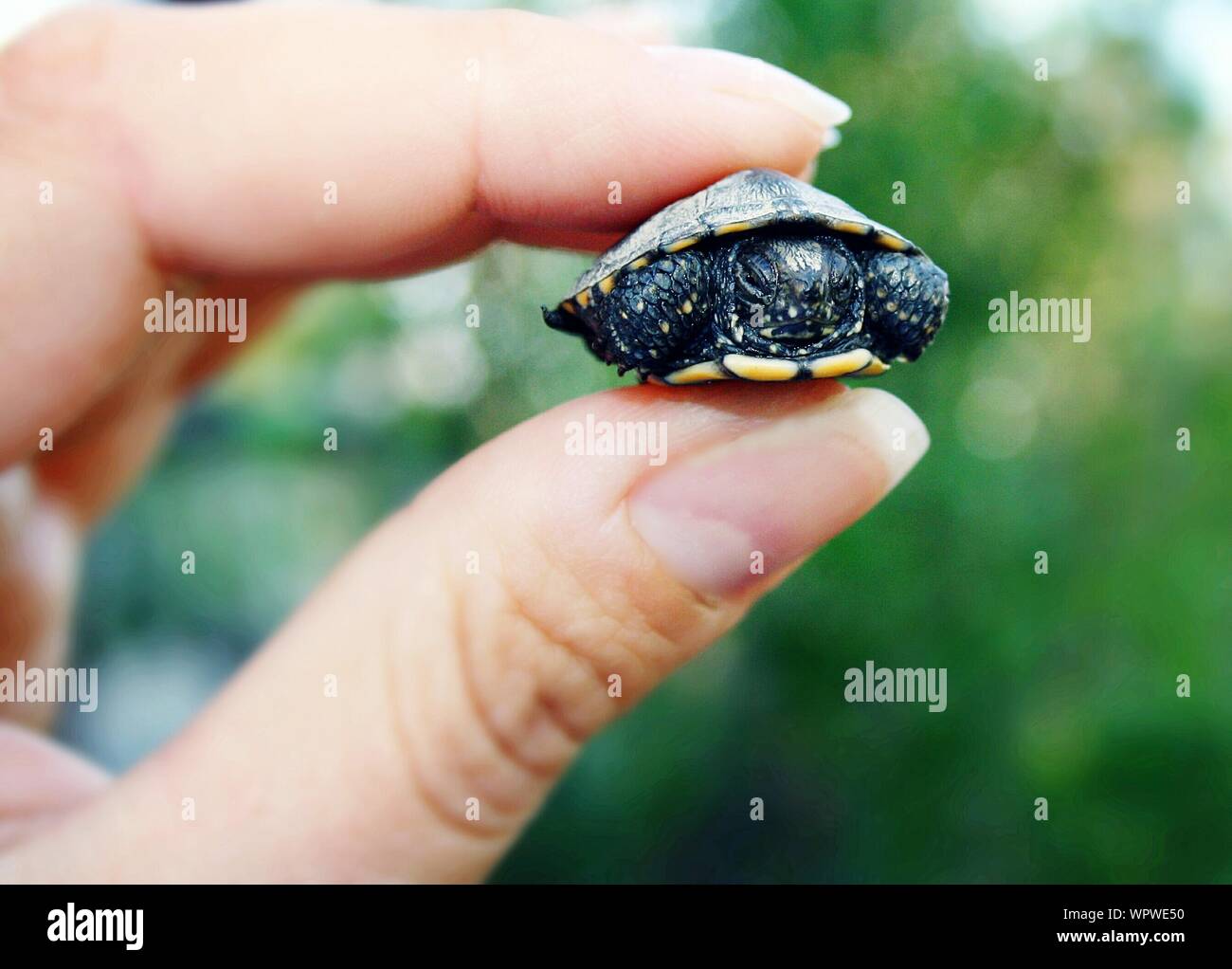 Hand holding turtle hi-res stock photography and images - Alamy