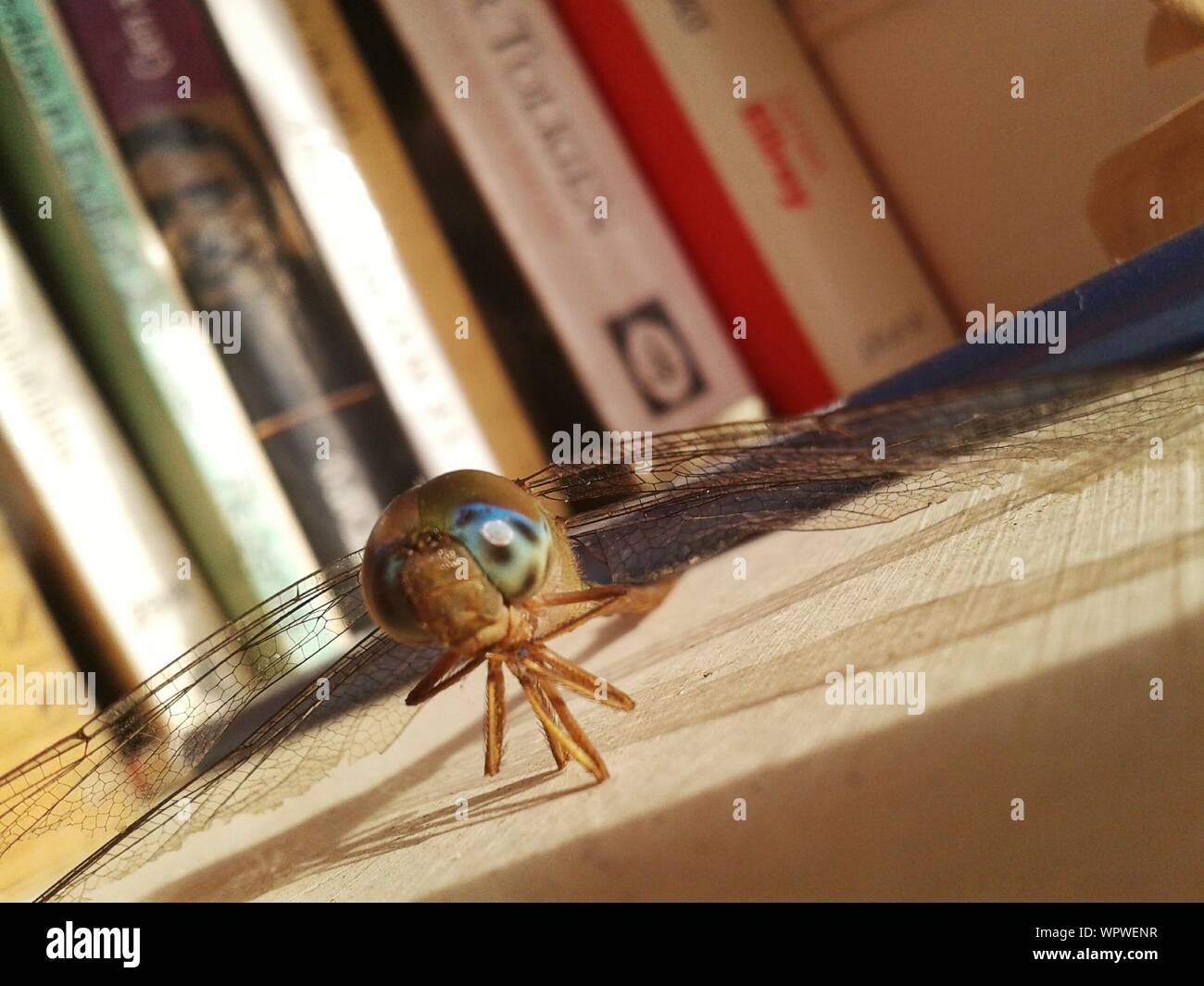 Dead dragonfly hi-res stock photography and images - Alamy