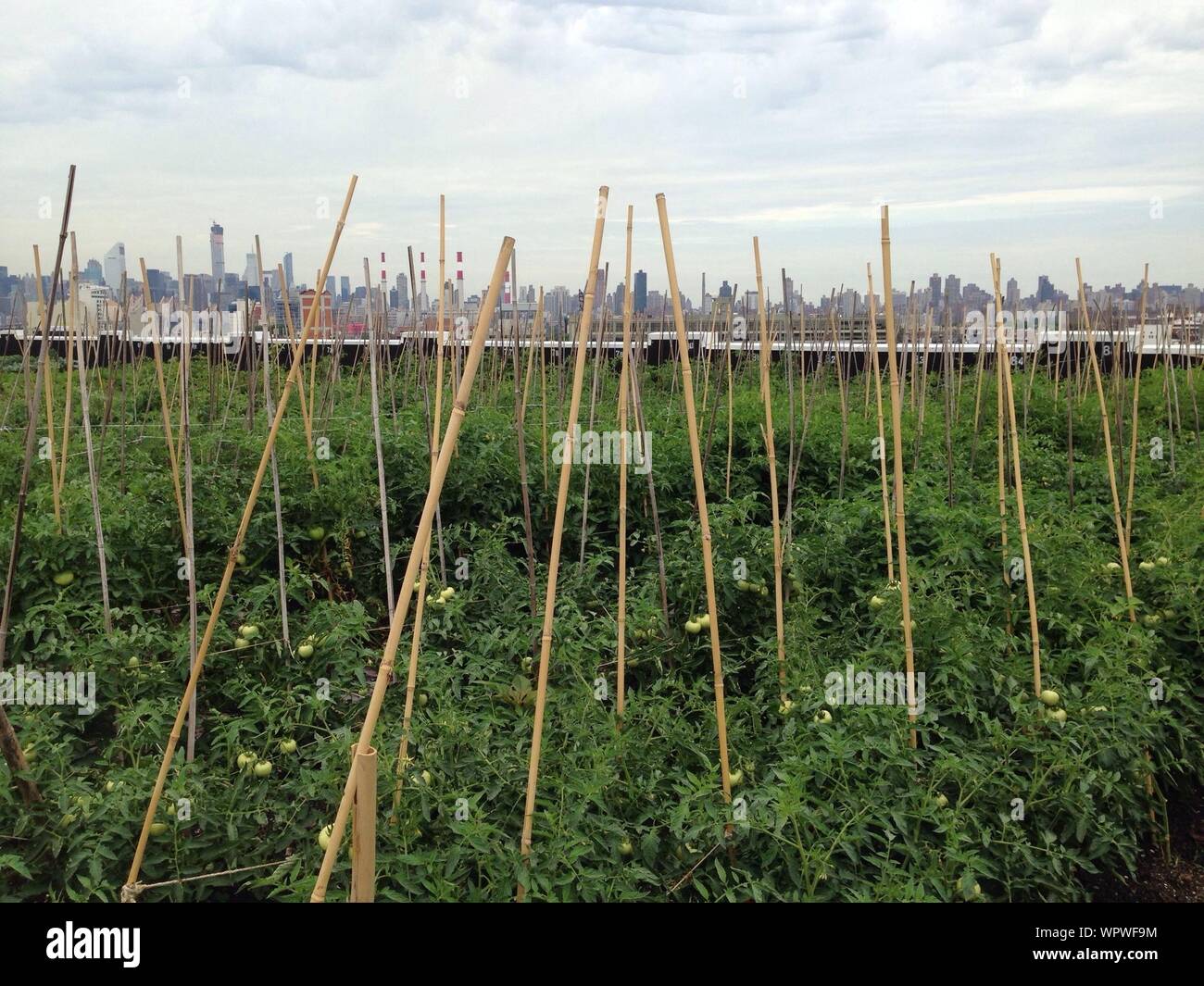 Tomato Crop In The Field Stock Photo - Alamy