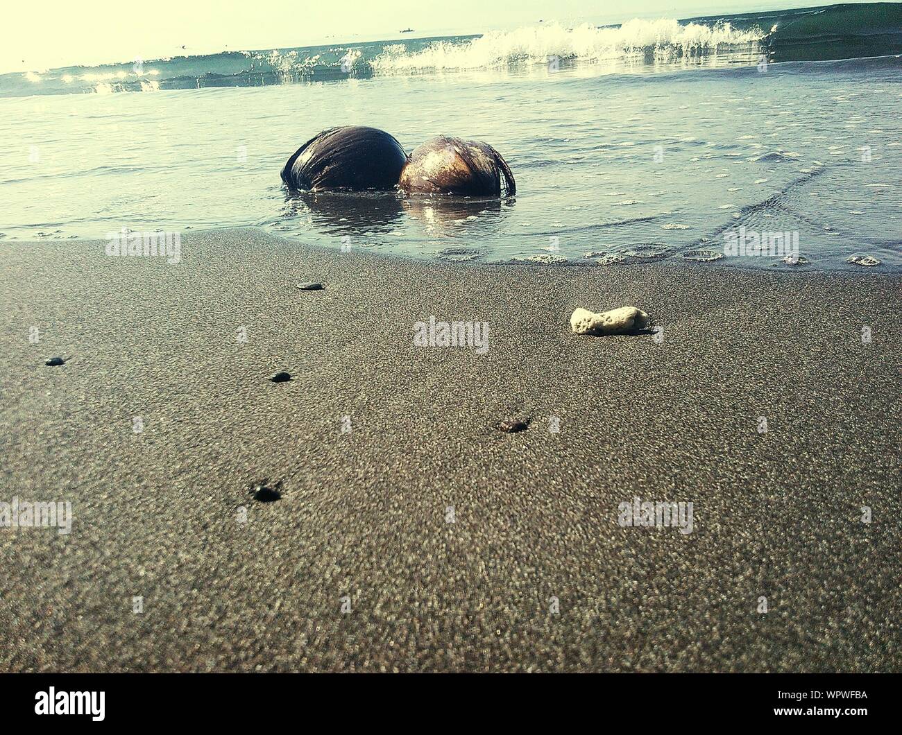 Rotten coconut hi-res stock photography and images - Alamy