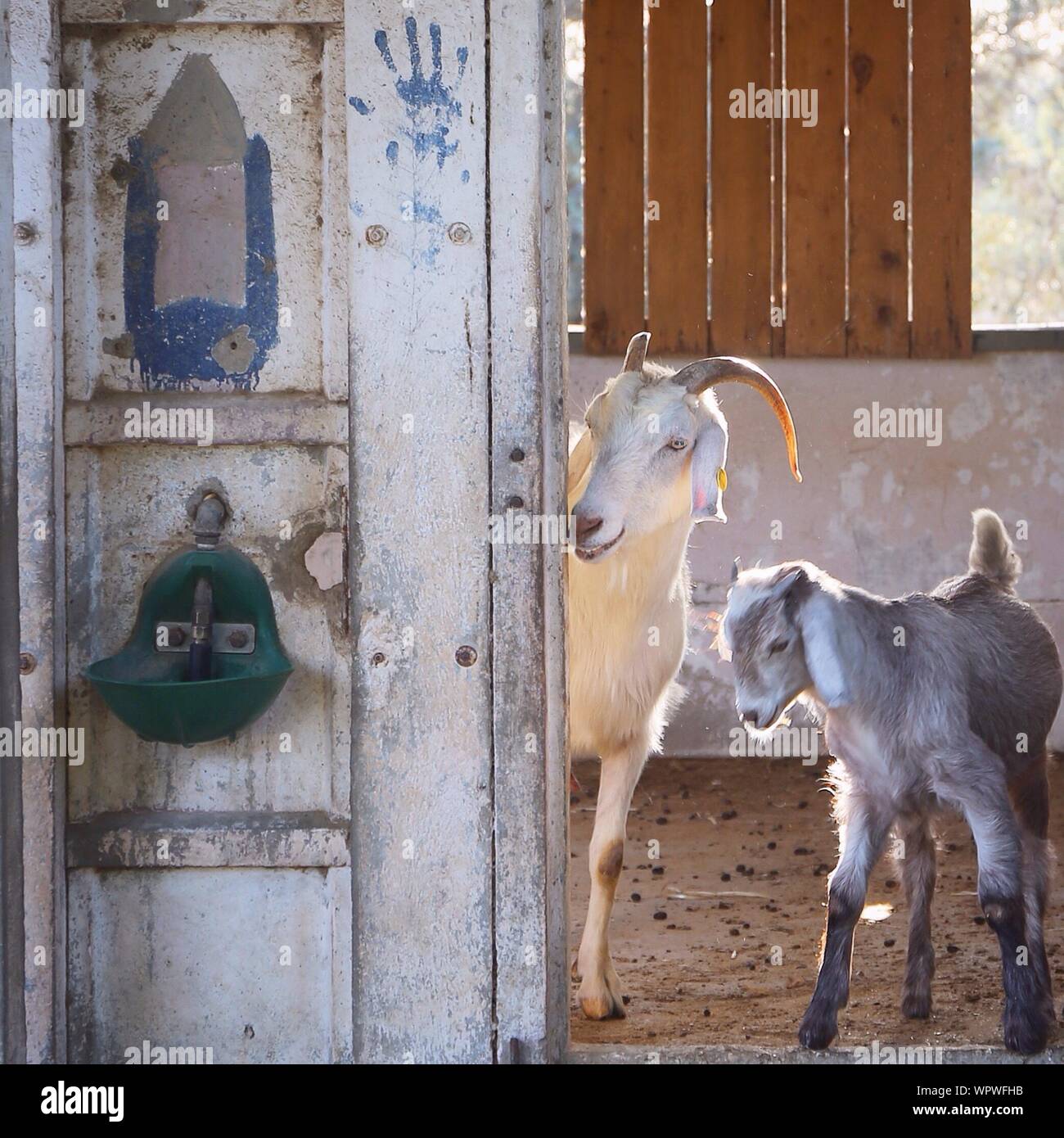 Two standing goats hi-res stock photography and images - Alamy