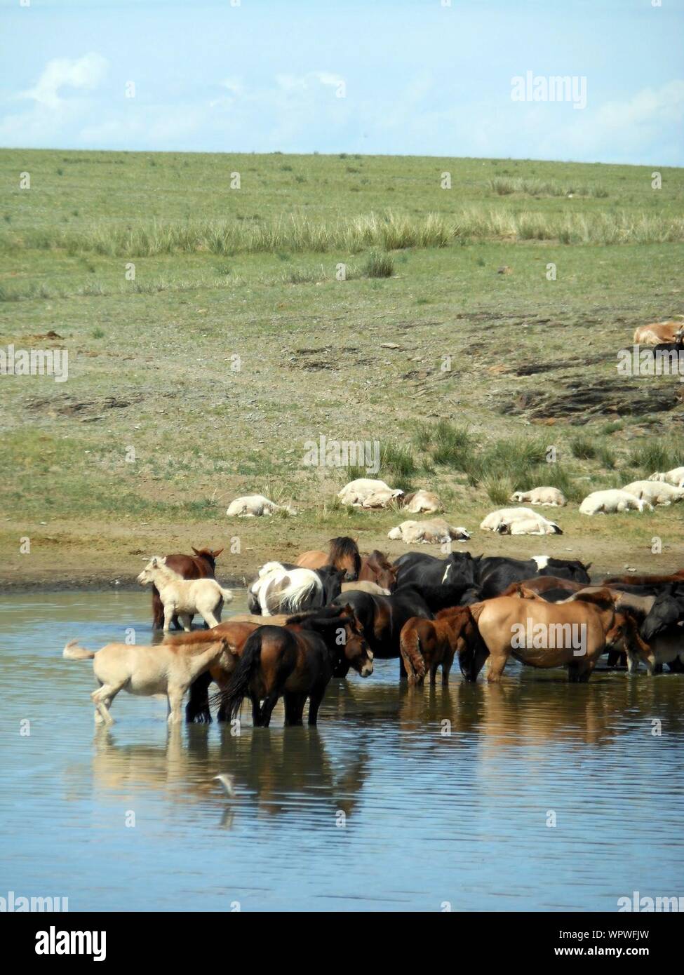 Herd of horses in water hi-res stock photography and images - Alamy