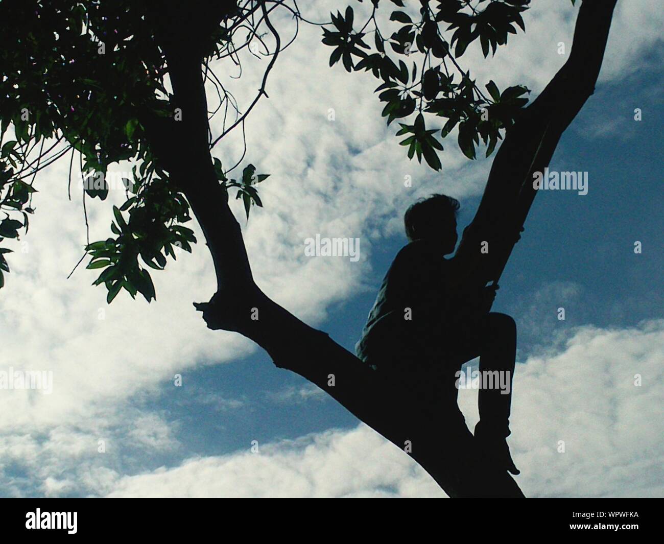 Boy sitting tree silhouette hi-res stock photography and images - Alamy