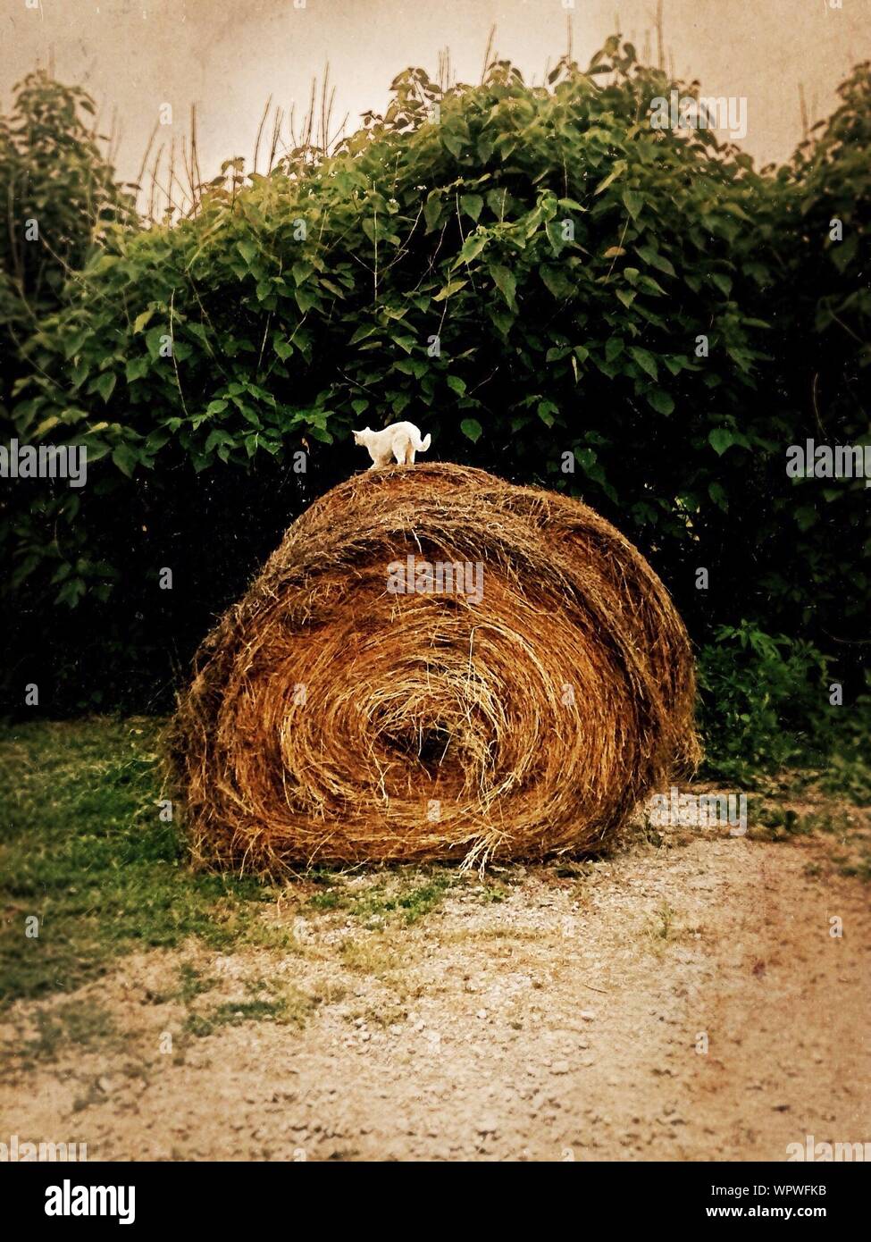 Cat hay hi-res stock photography and images - Alamy