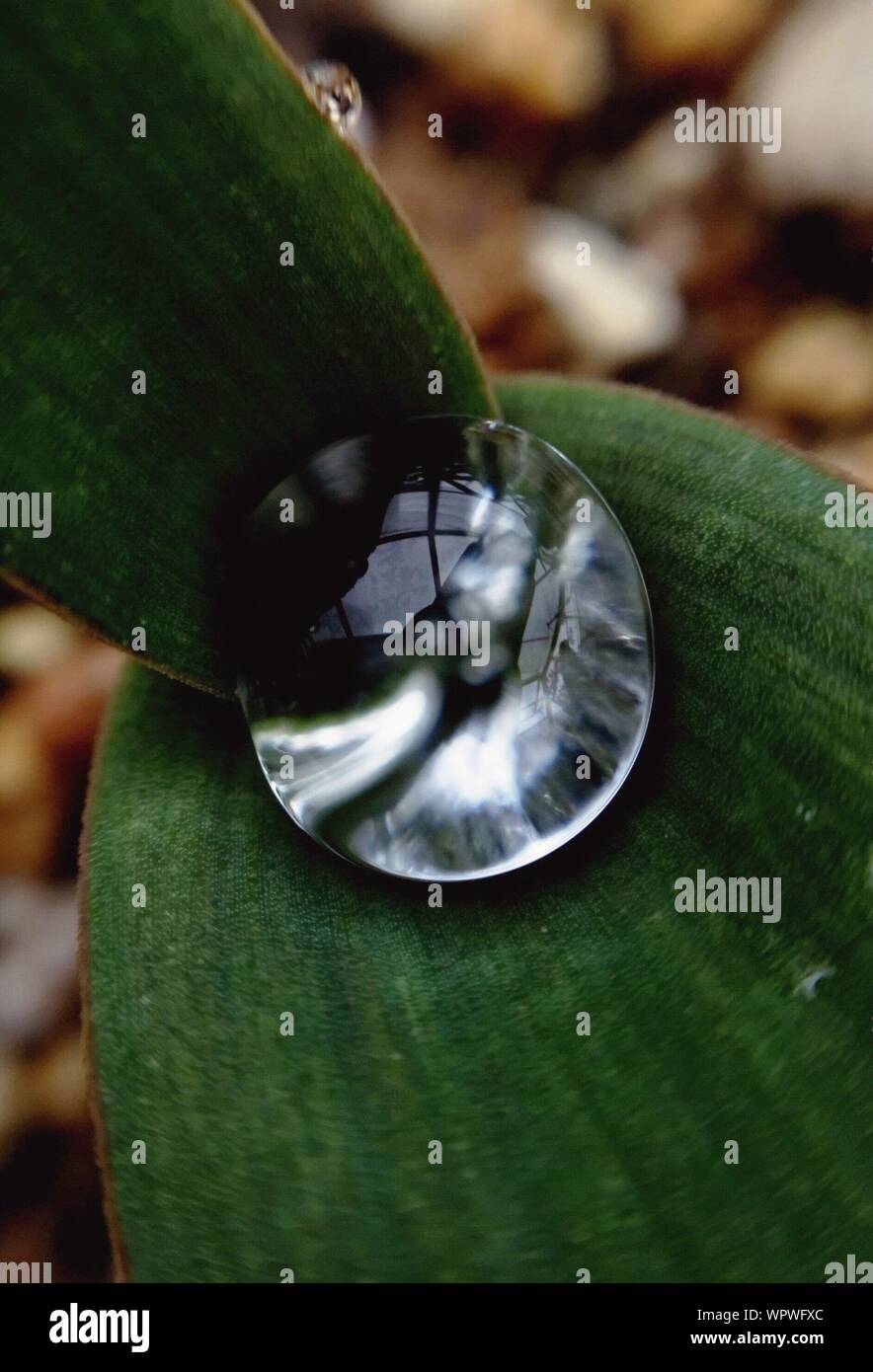 Drop leaf hi-res stock photography and images - Alamy