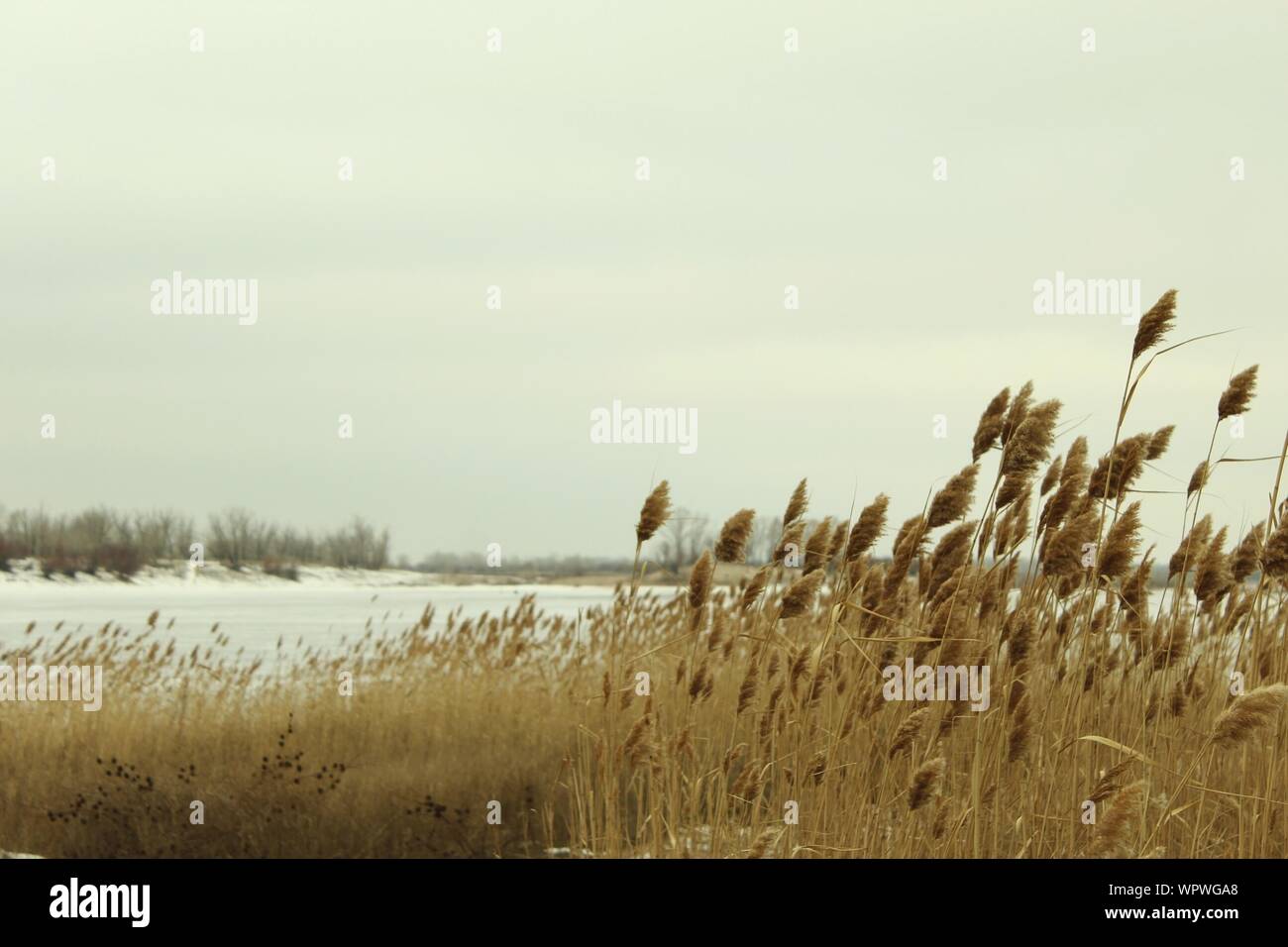 Riverside grass hi-res stock photography and images - Alamy