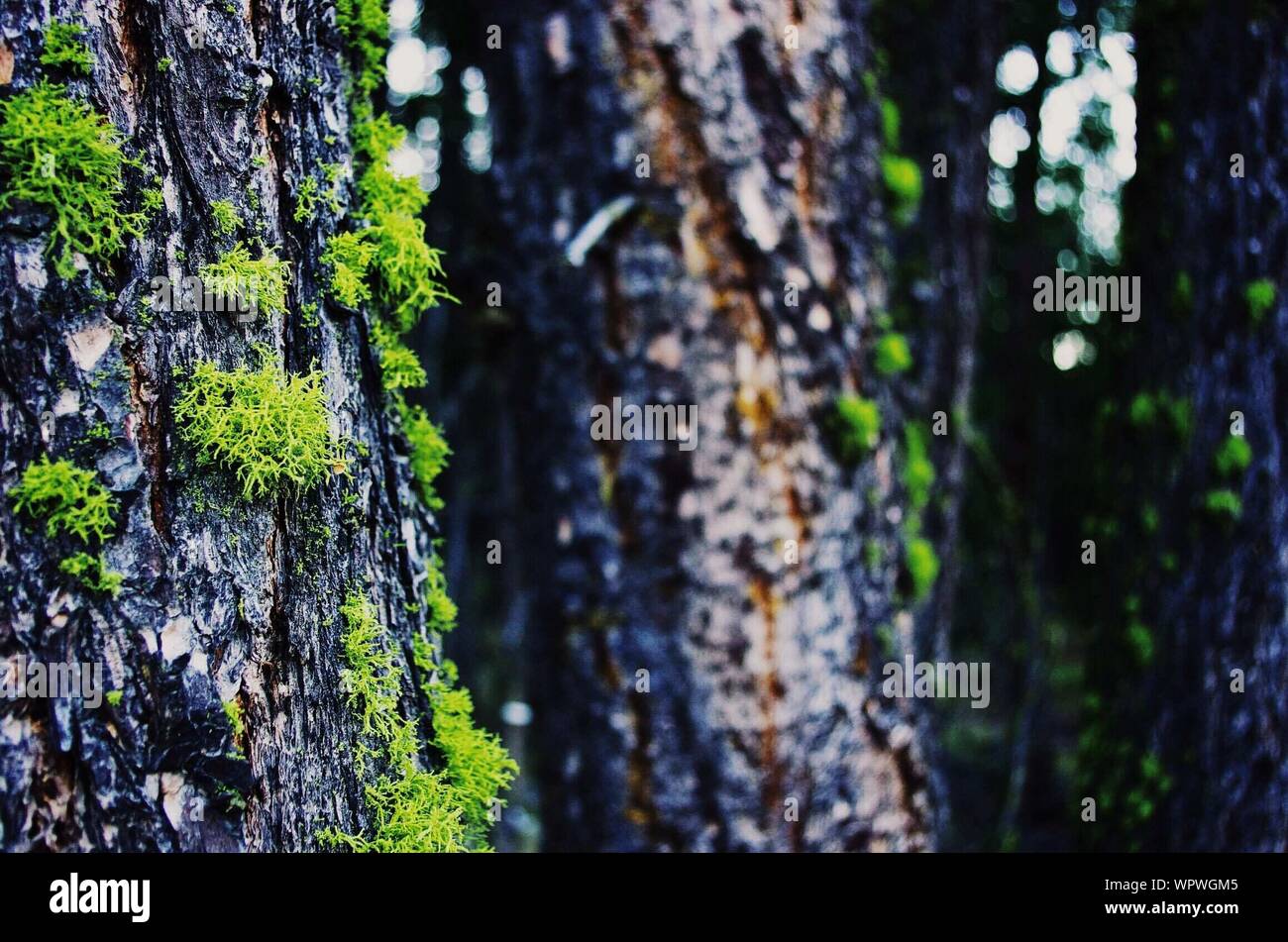 Green moss growing on the tree bark hi-res stock photography and images ...