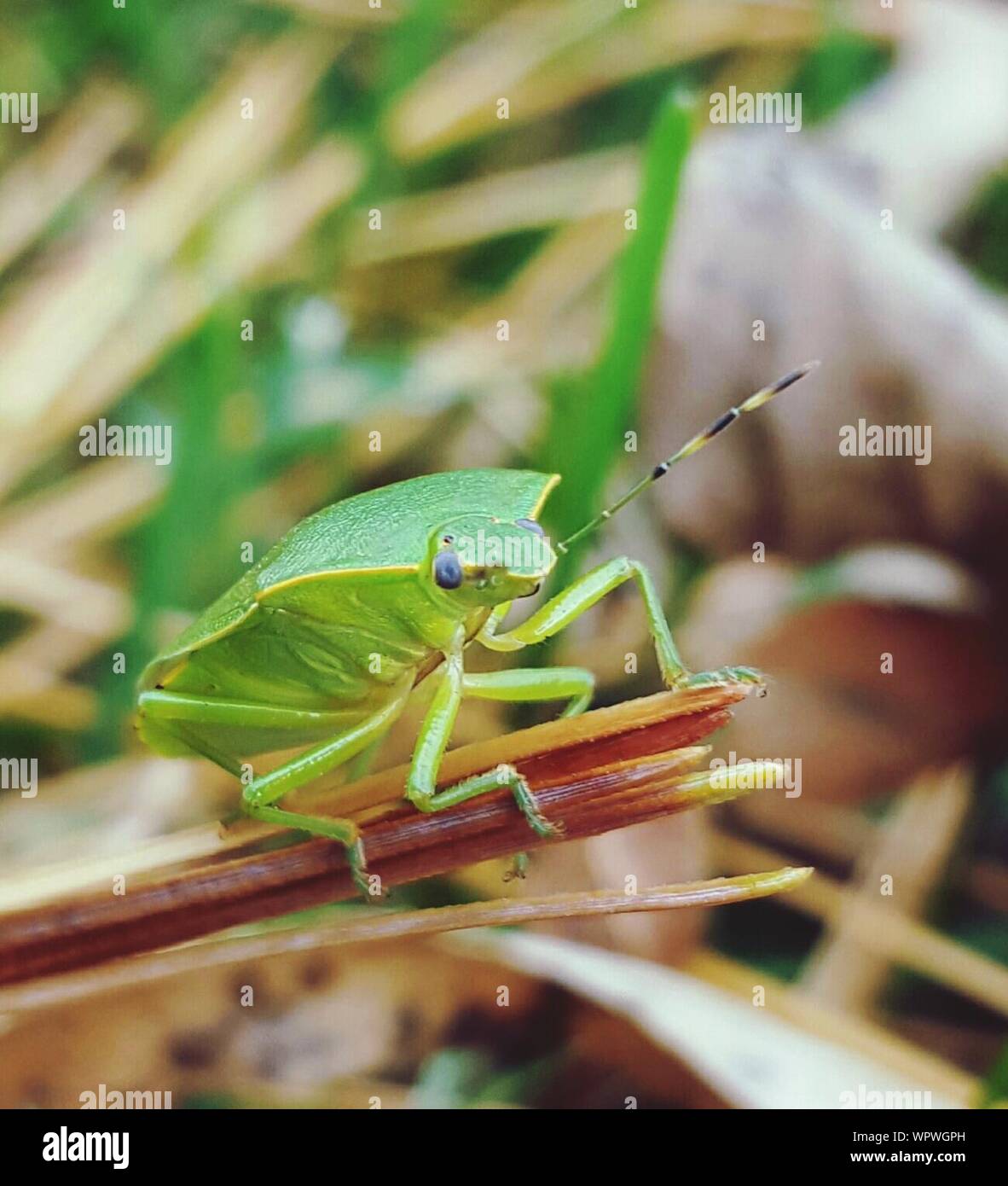 Close up view of shield bug hi-res stock photography and images - Alamy