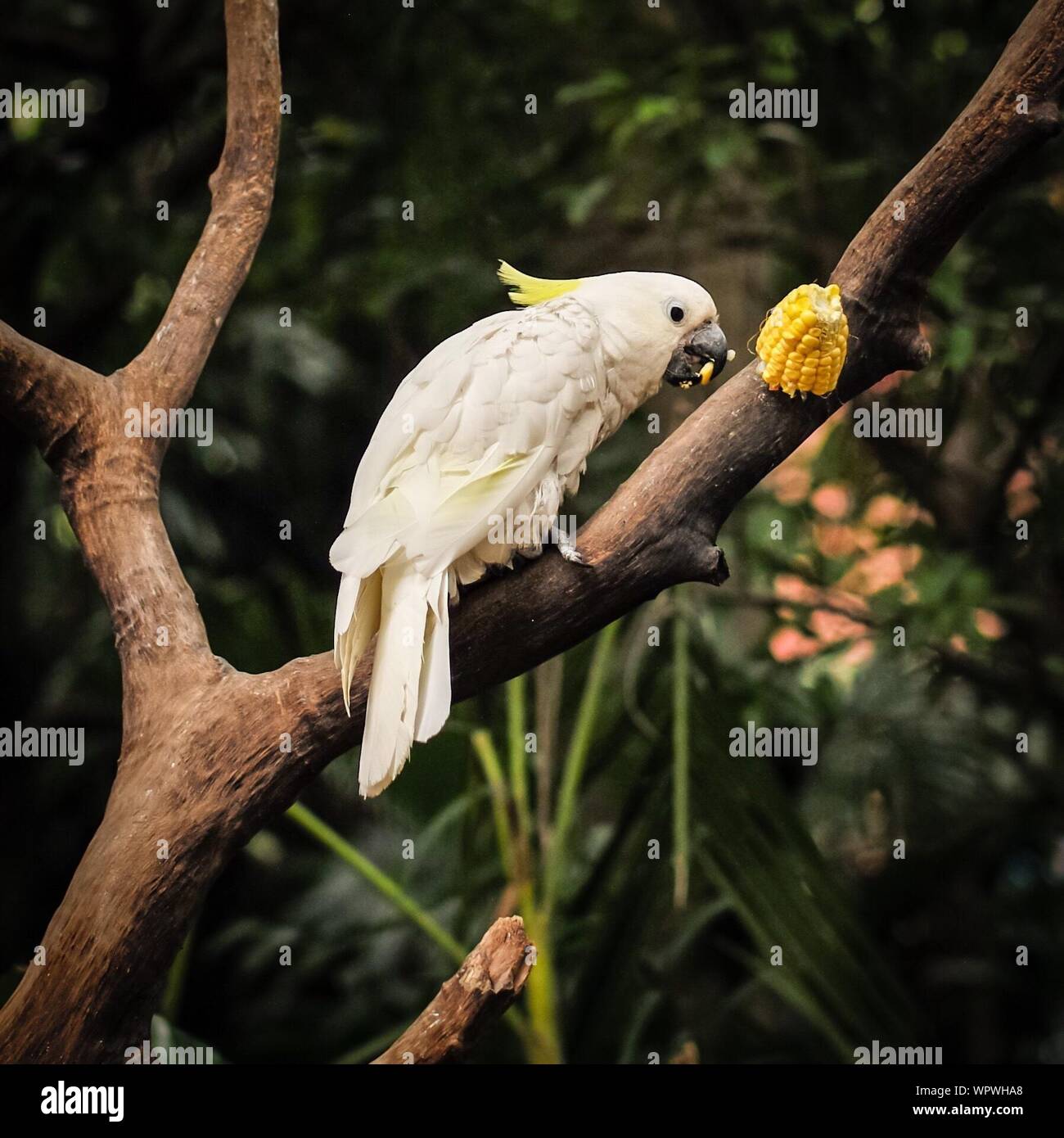 White parrot on branch hi-res stock photography and images - Alamy